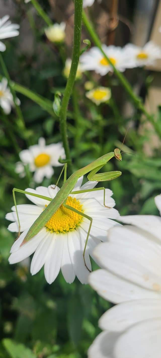 ITAP of a praying mantis | Scrolller ITAP of a praying mantis | Scrolller