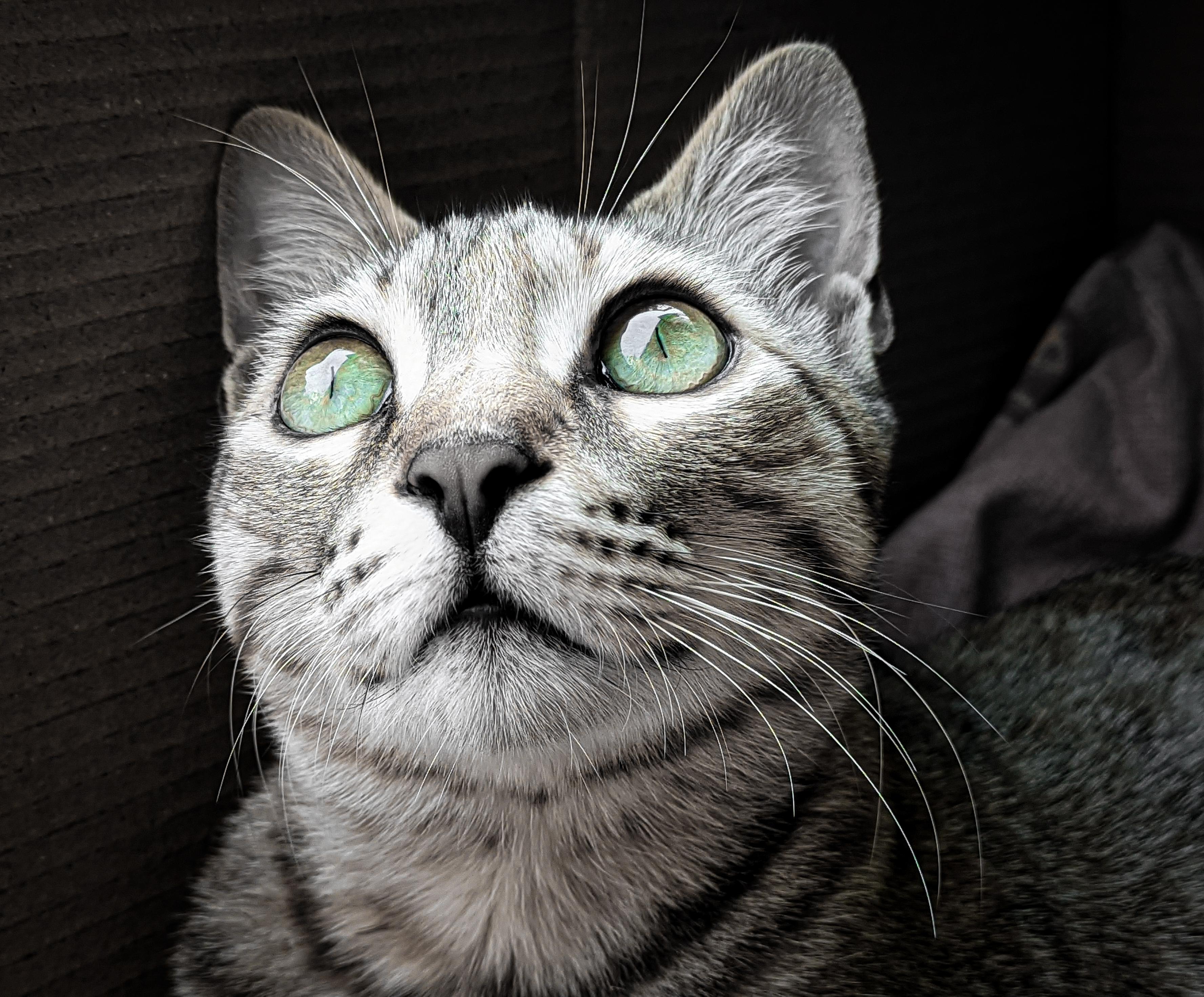 ITAP of a stray cat that came to our veranda | Scrolller