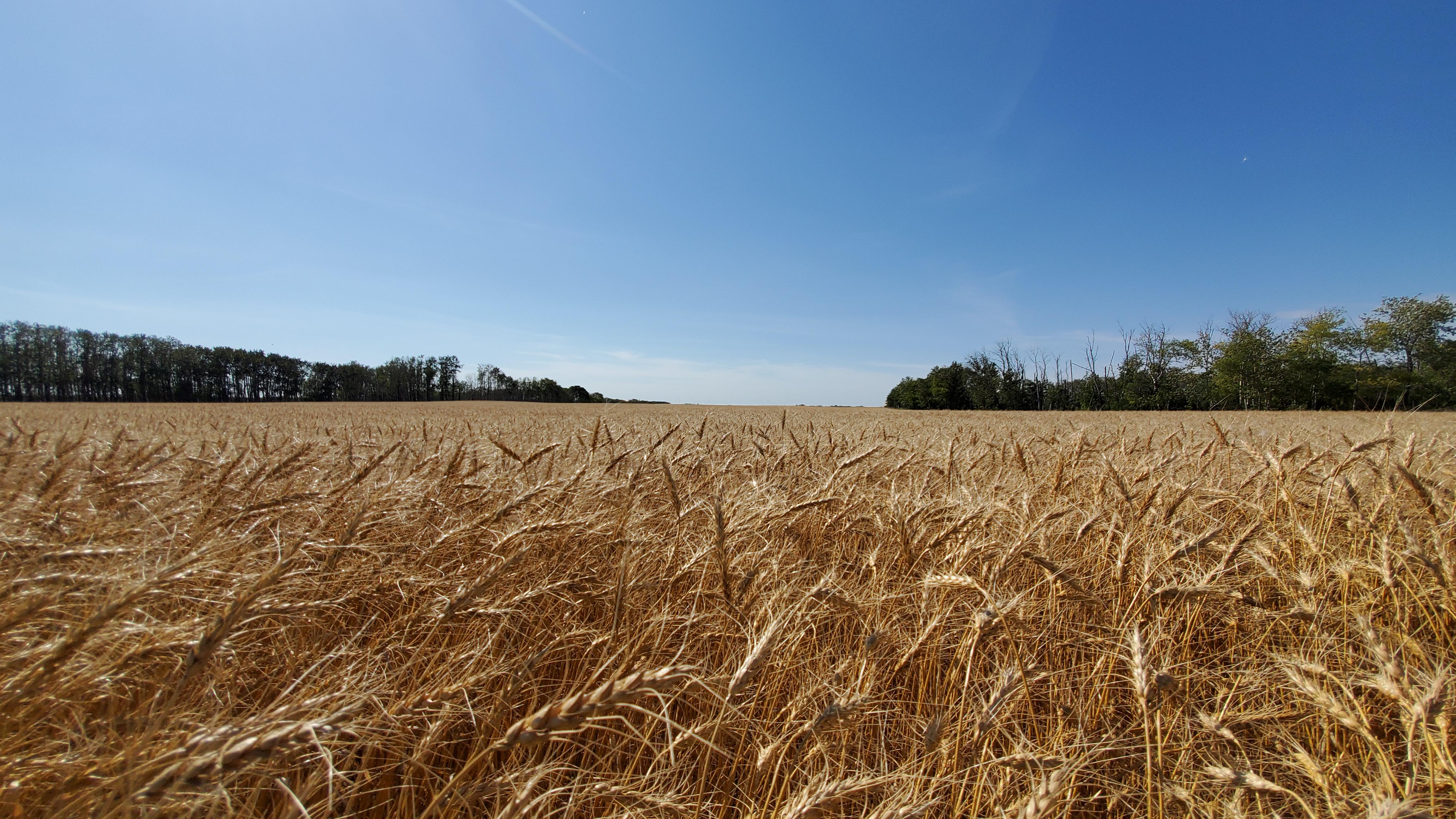 ITAP of a wheat field at my family farm. | Scrolller