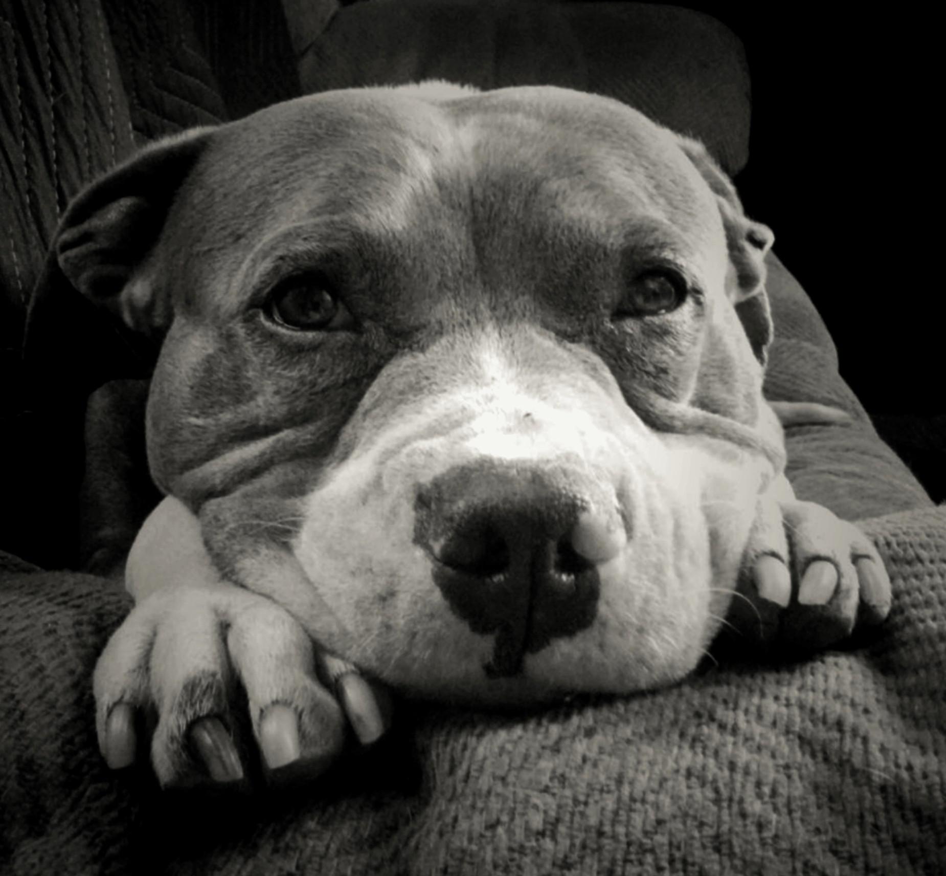 ITAP of my friend's pitbull patiently waiting | Scrolller