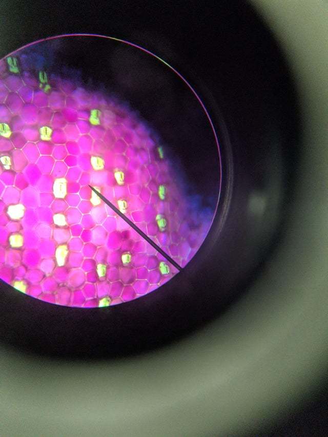 ITAP of plant cells in a microscope. | Scrolller