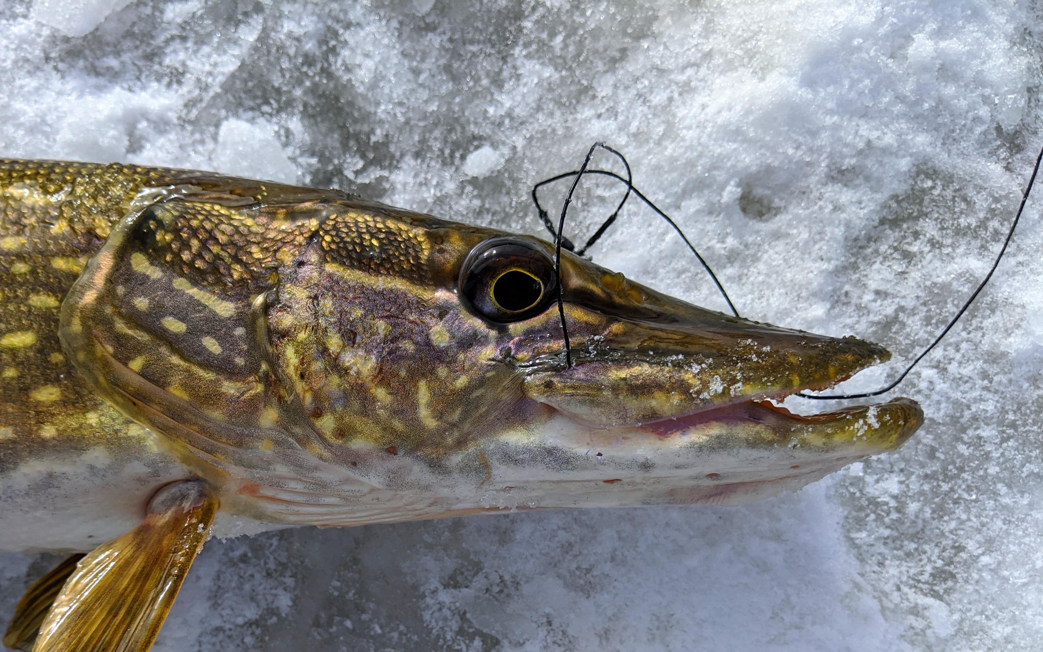 ITAP Pike! | Scrolller