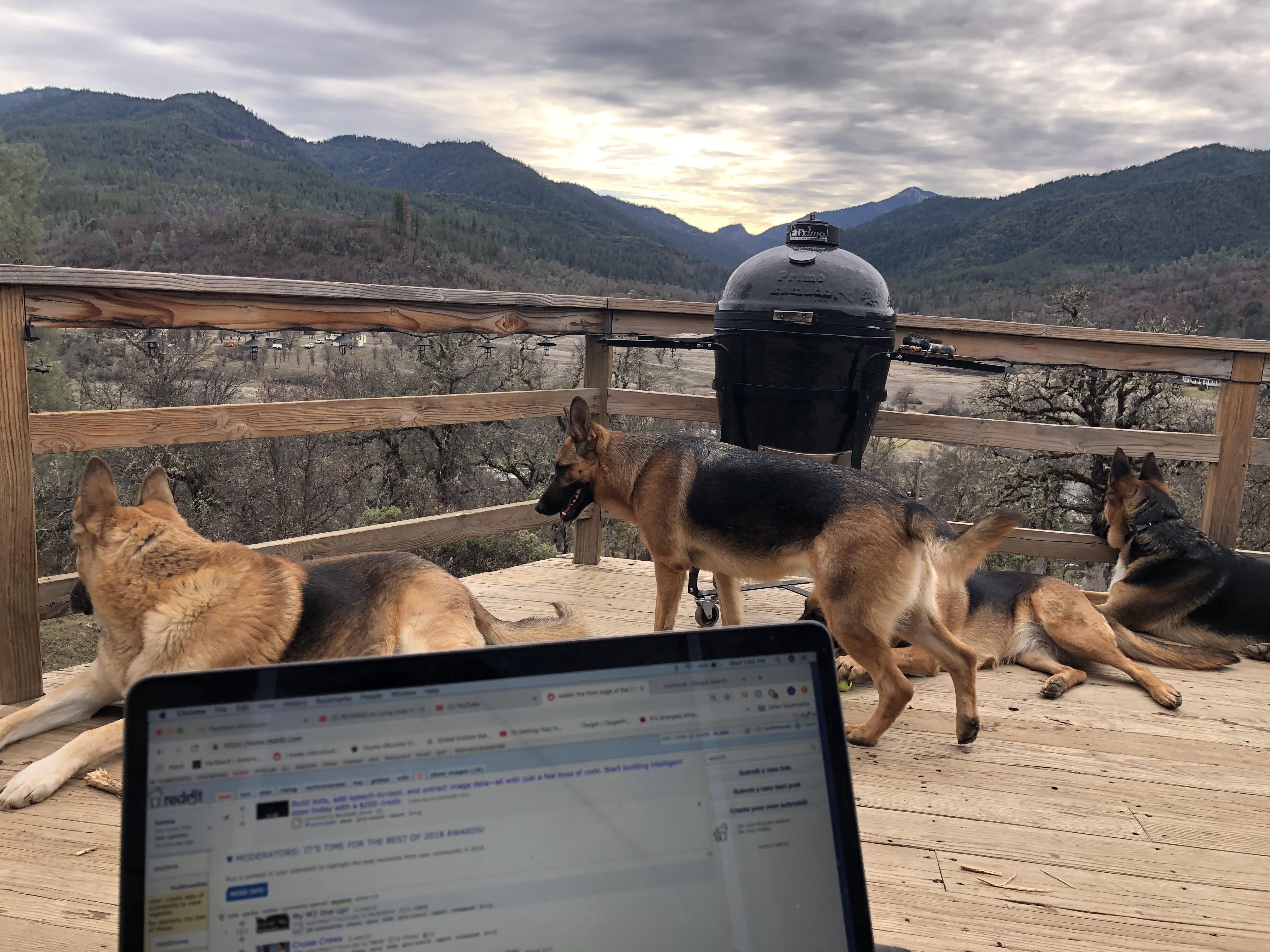 its a ruff life | Scrolller