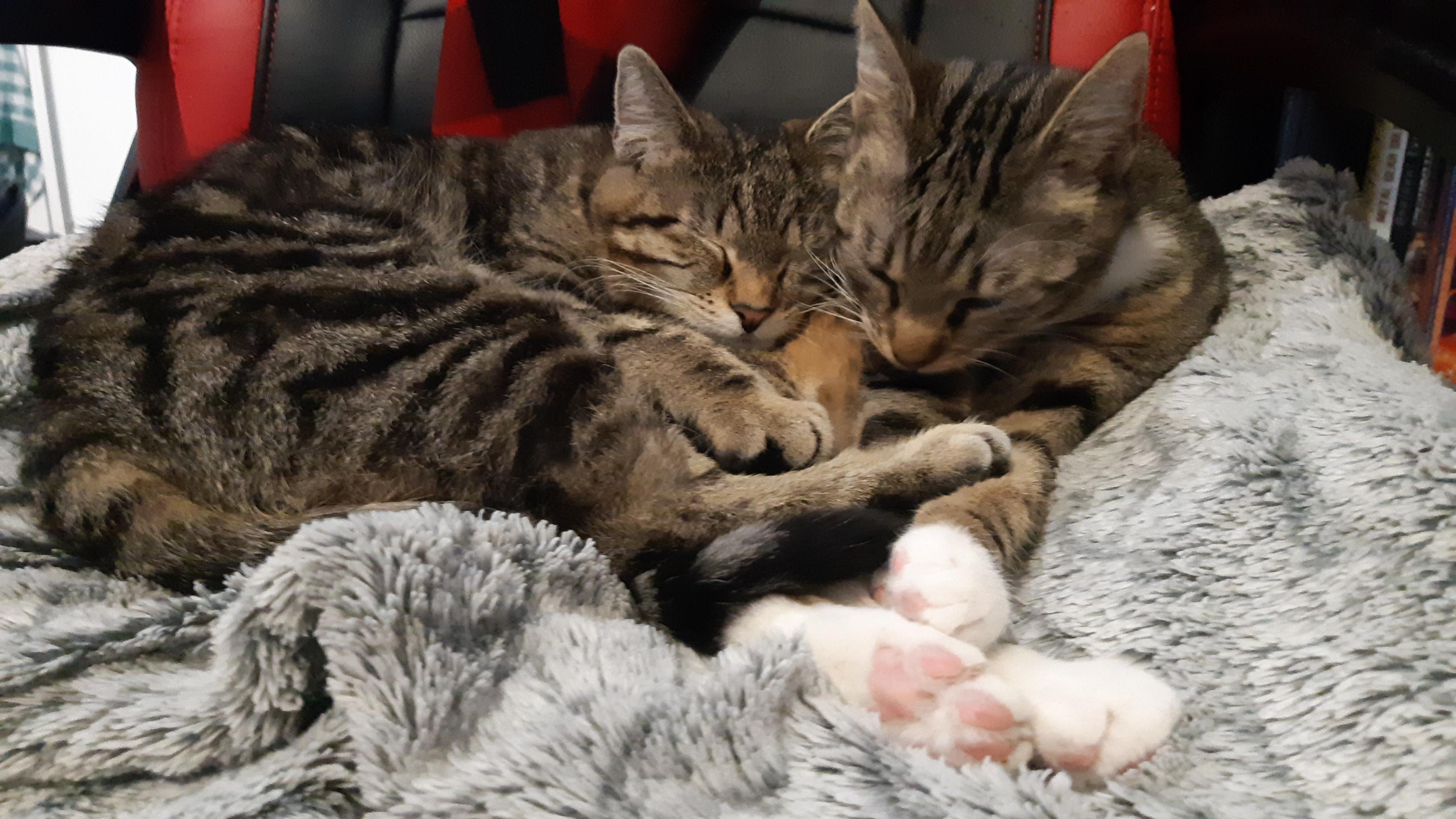 It's cold, so let's cuddle. | Scrolller