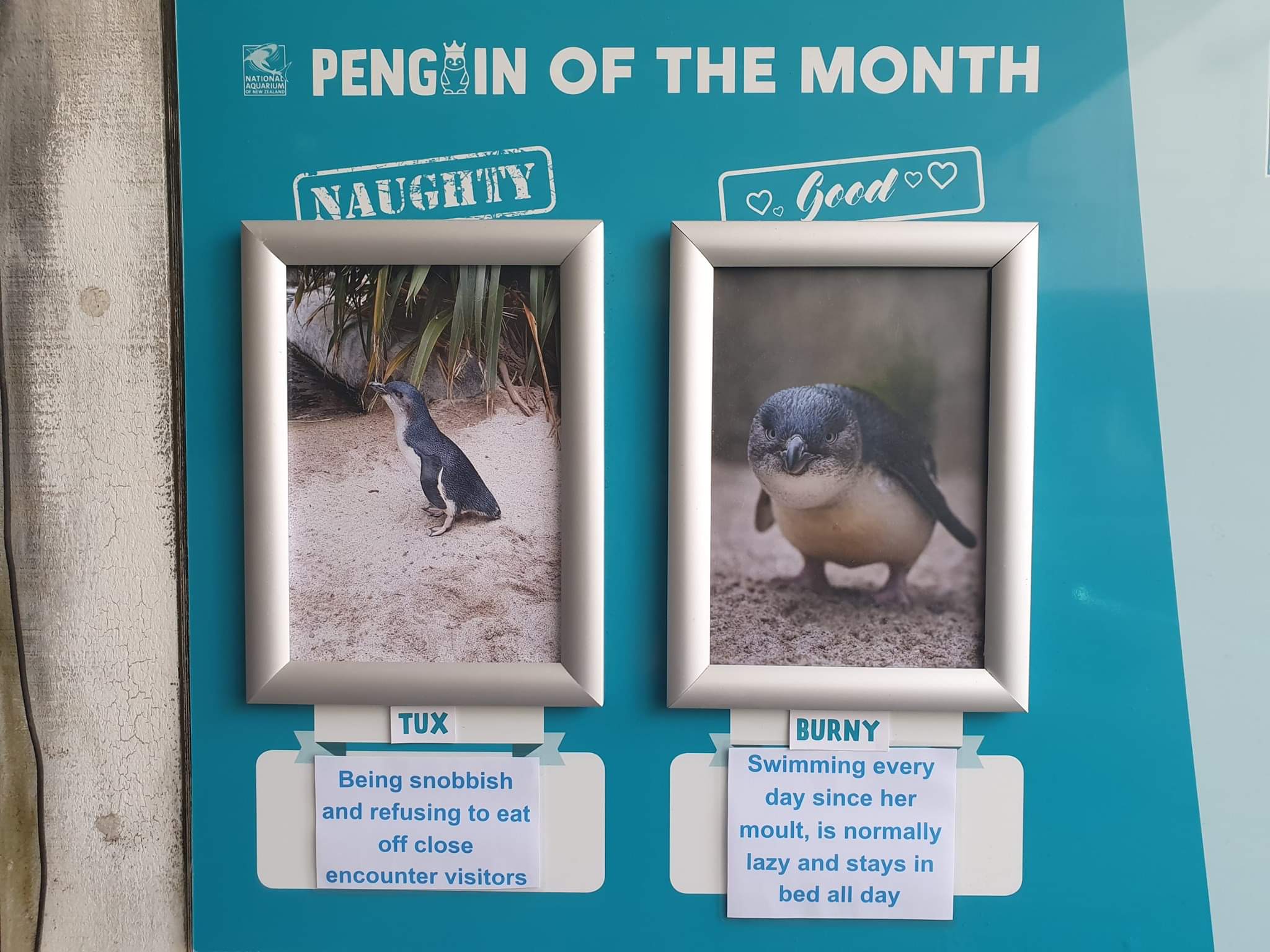 It's here! Naughty and Good 🐧 of the month. | Scrolller