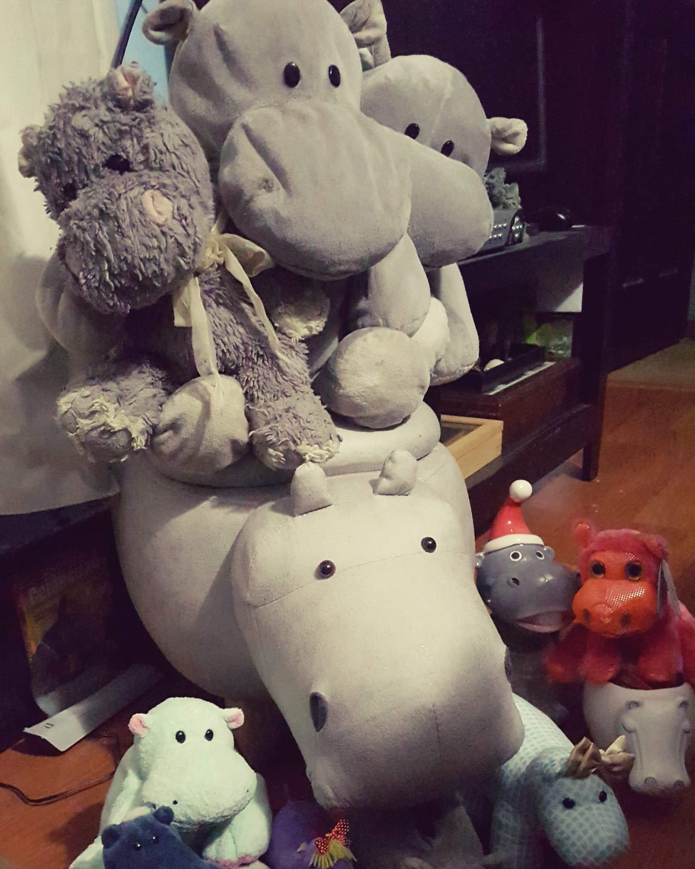 It's National Hippo day!!!! Hip hip! Hippo! | Scrolller