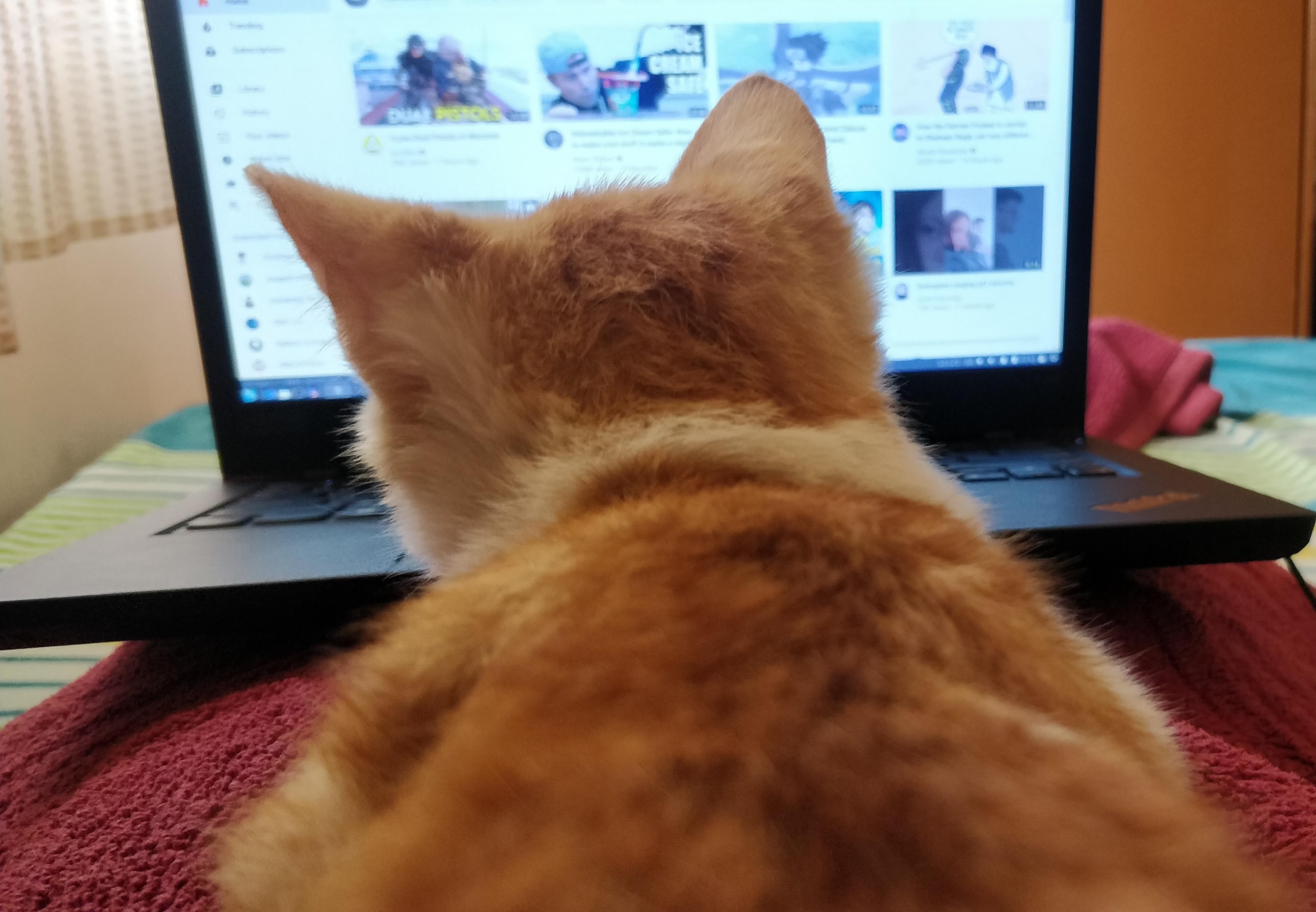 It's not my pet but a feral still a thinkcat. | Scrolller