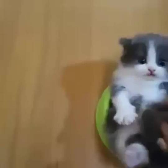 It's so tiny. | Scrolller