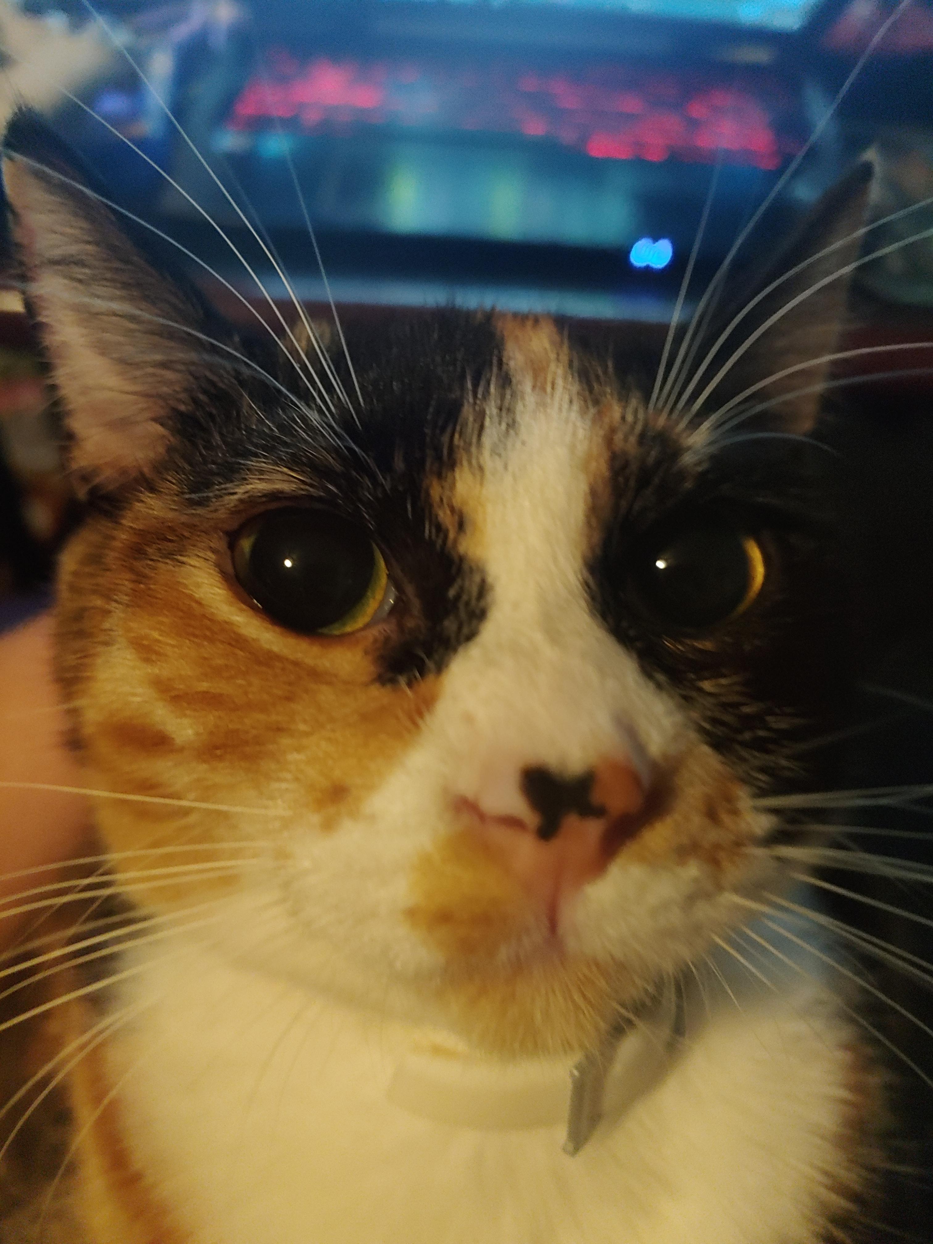 It's ulah, my lil baby kit | Scrolller