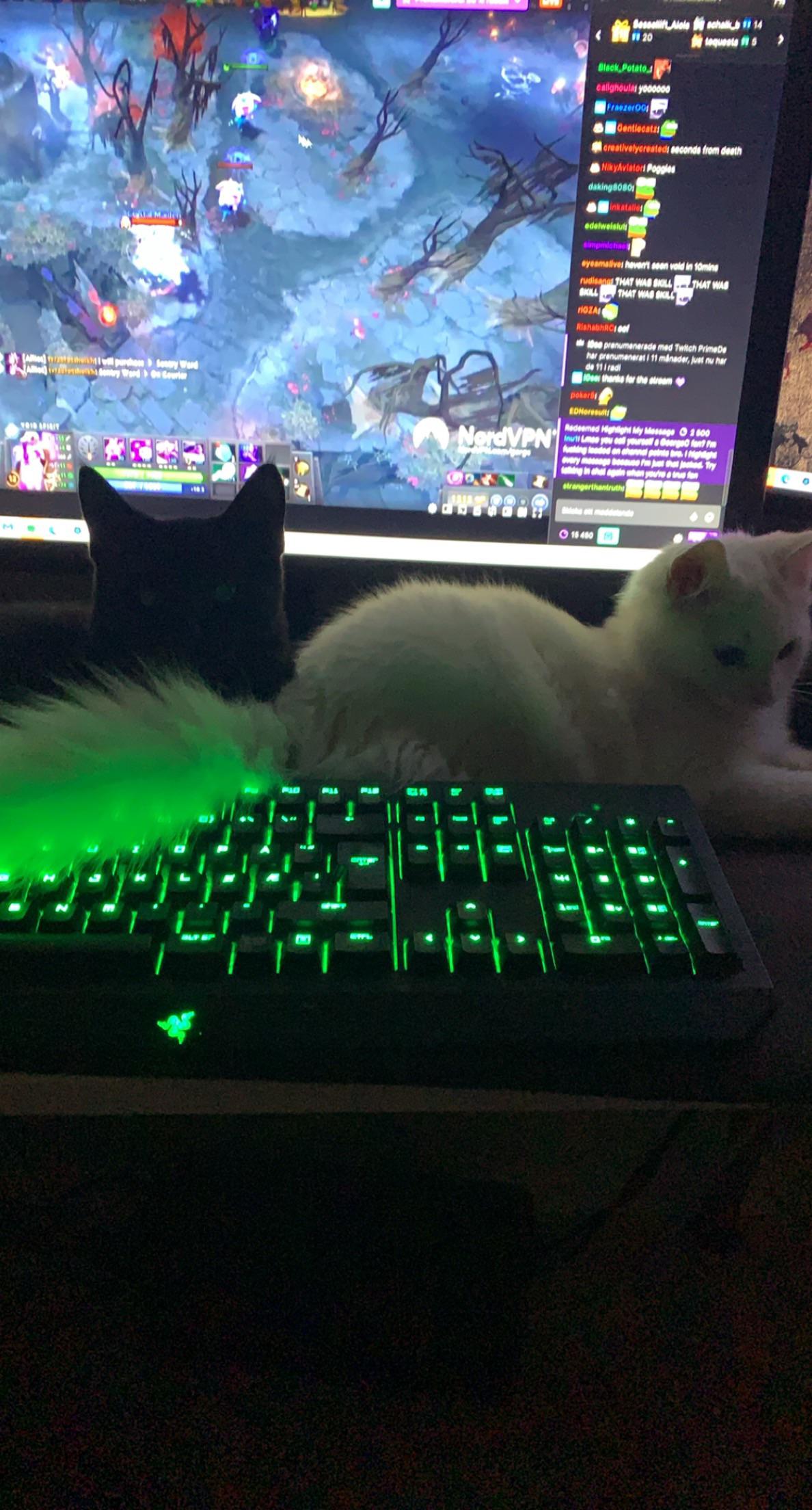 Jack and Sally want some attention | Scrolller