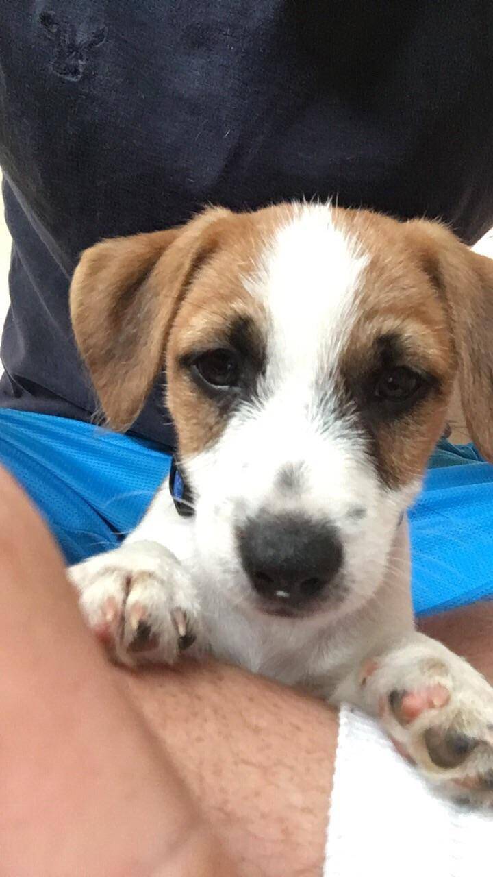 Jack pupper | Scrolller