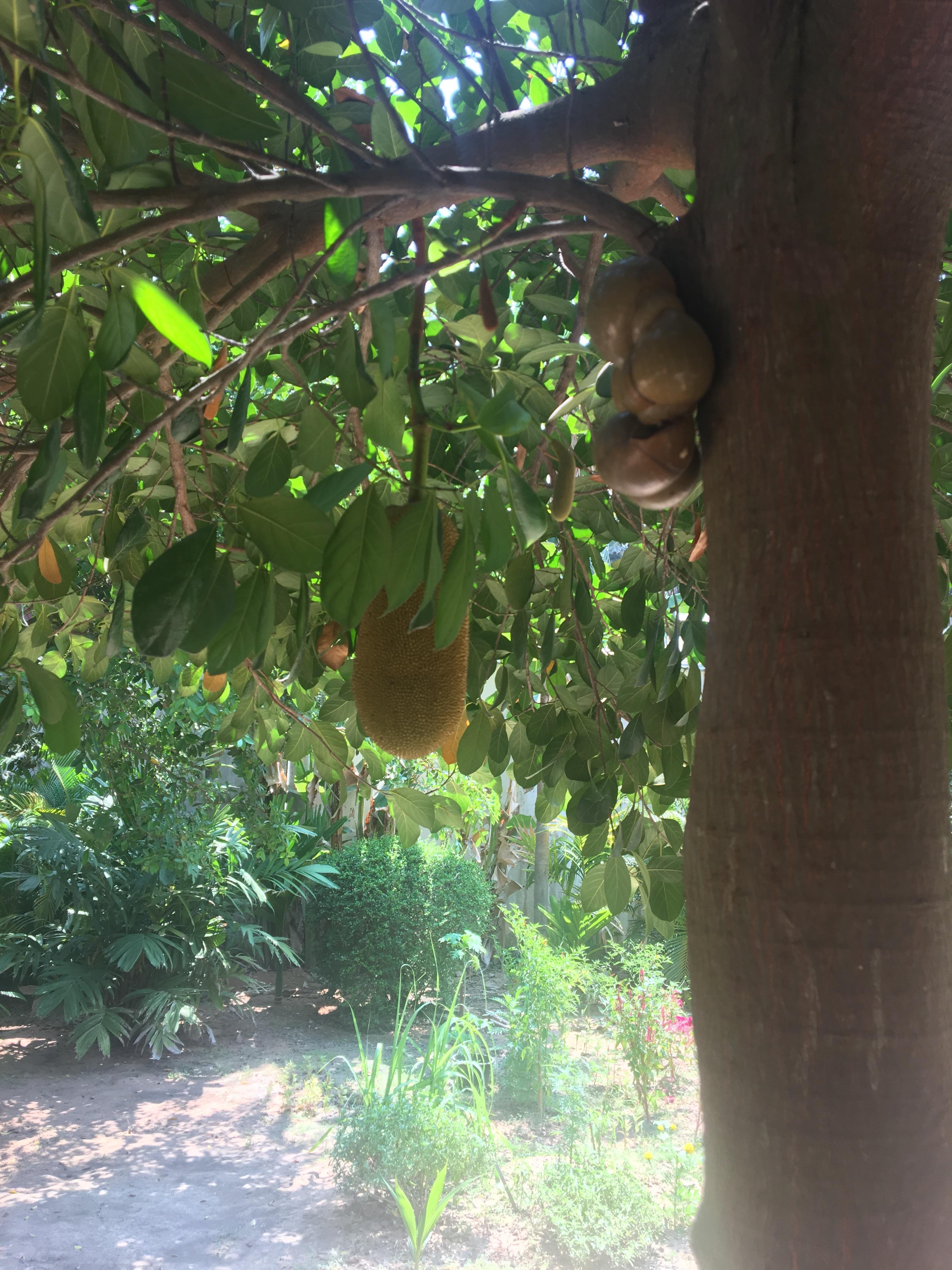 Jackfruit anyone? ^_^ | Scrolller
