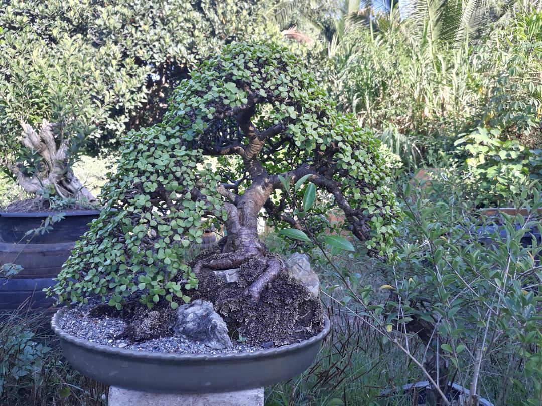 Jade tree probably 25 years old | Scrolller