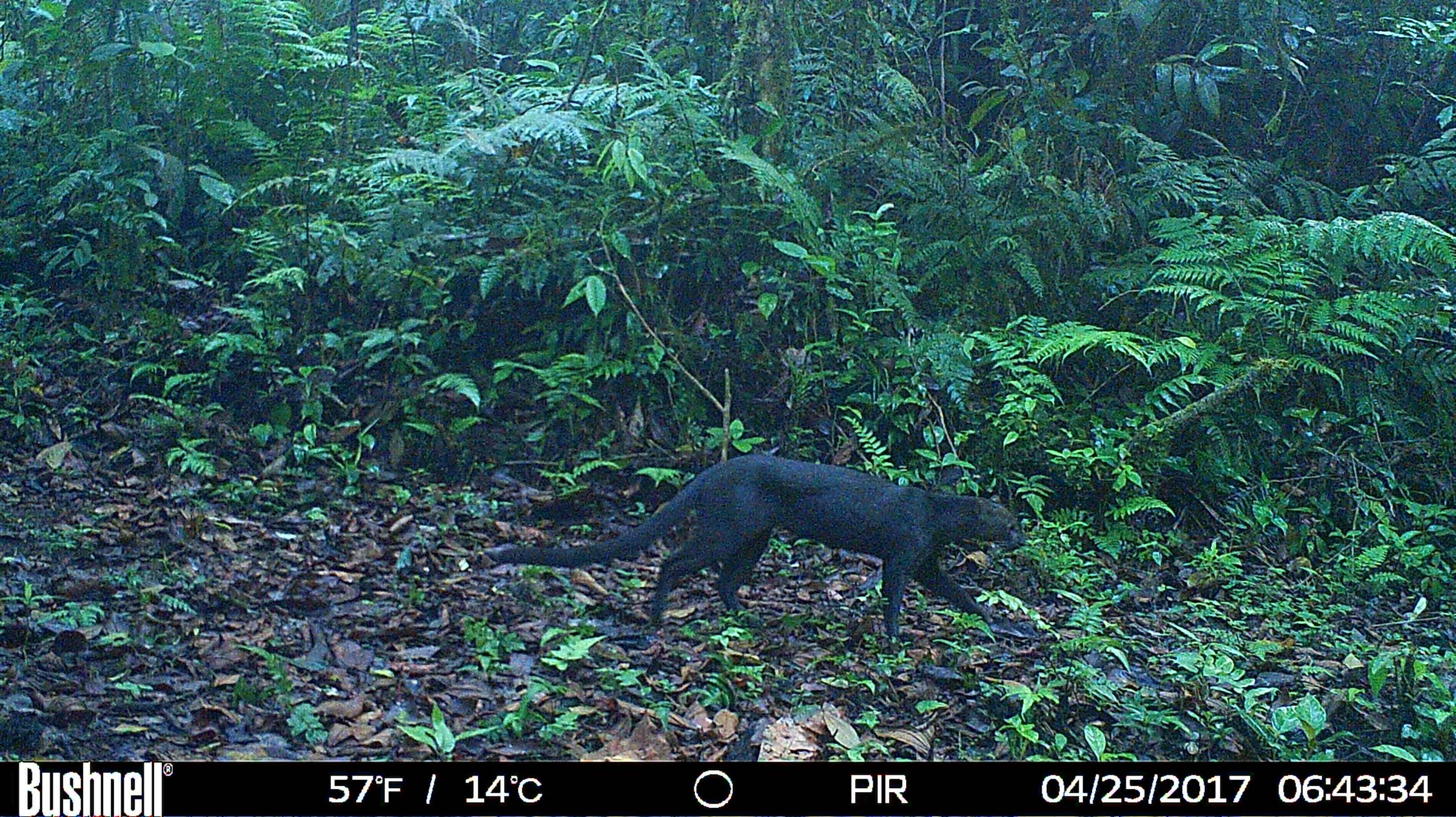Jaguarundi passes my trail cam in Costa Rica | Scrolller