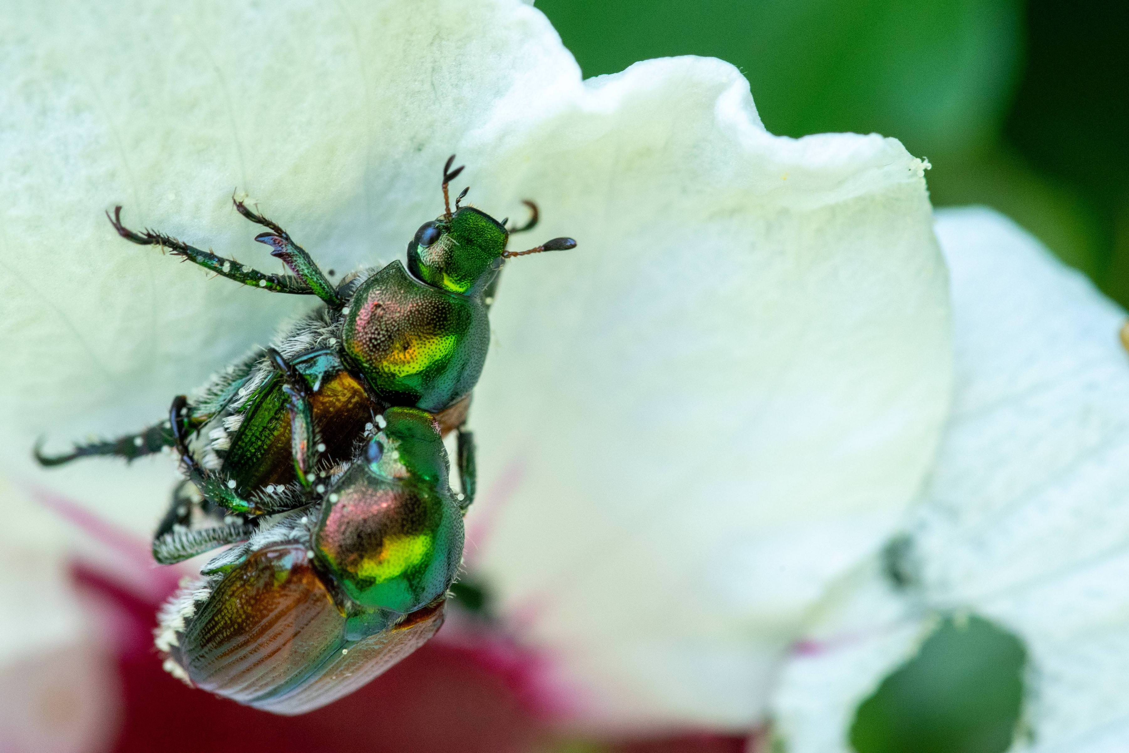 Japanese Beetles | Scrolller