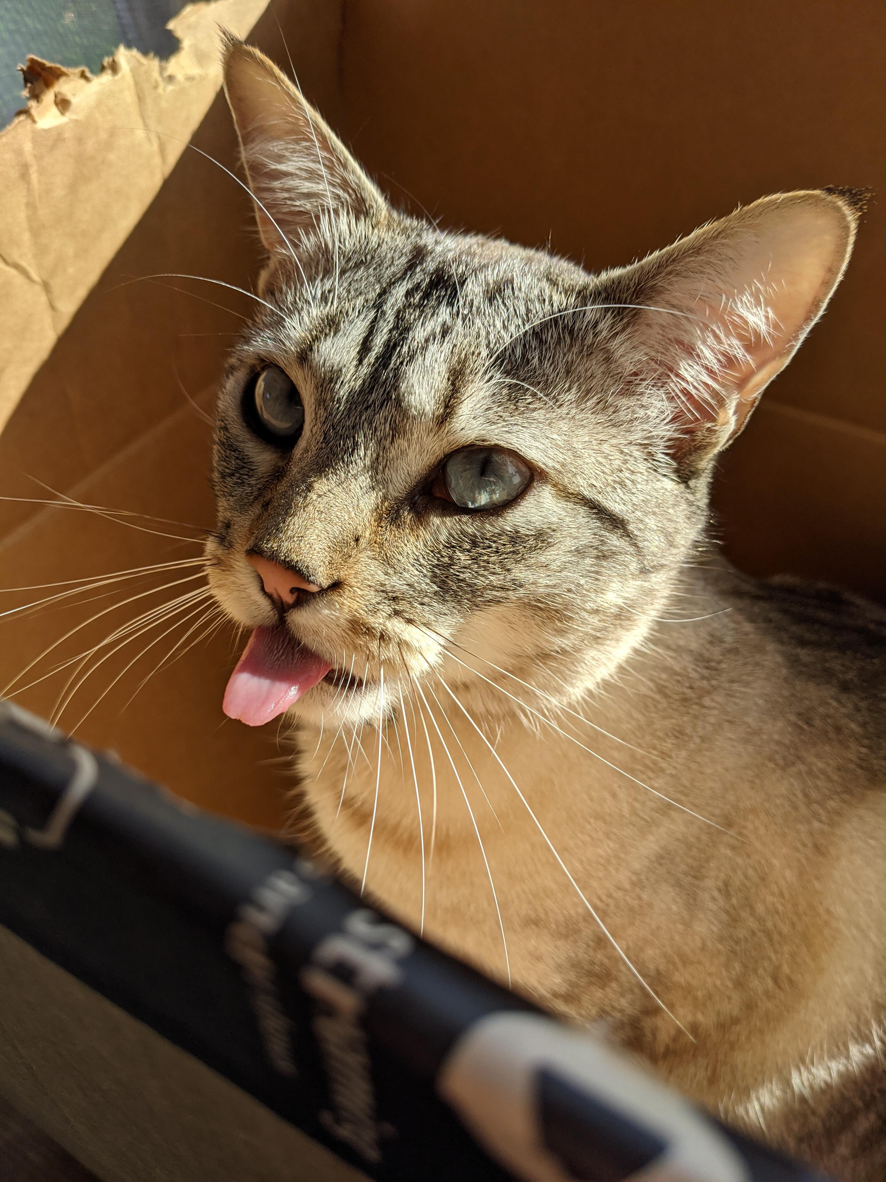 Jasper in the box | Scrolller