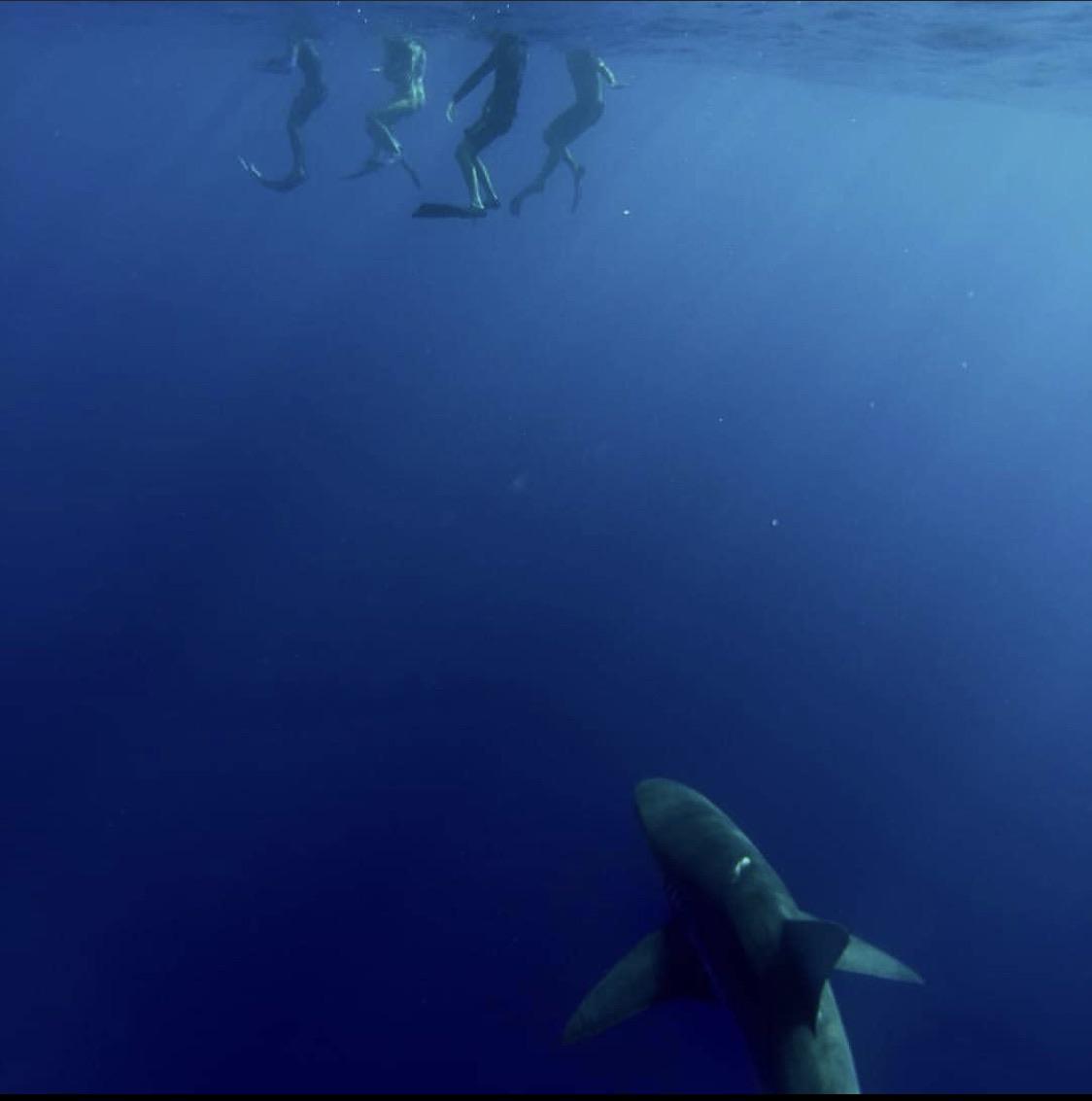 Jaws theme intensifies. | Scrolller