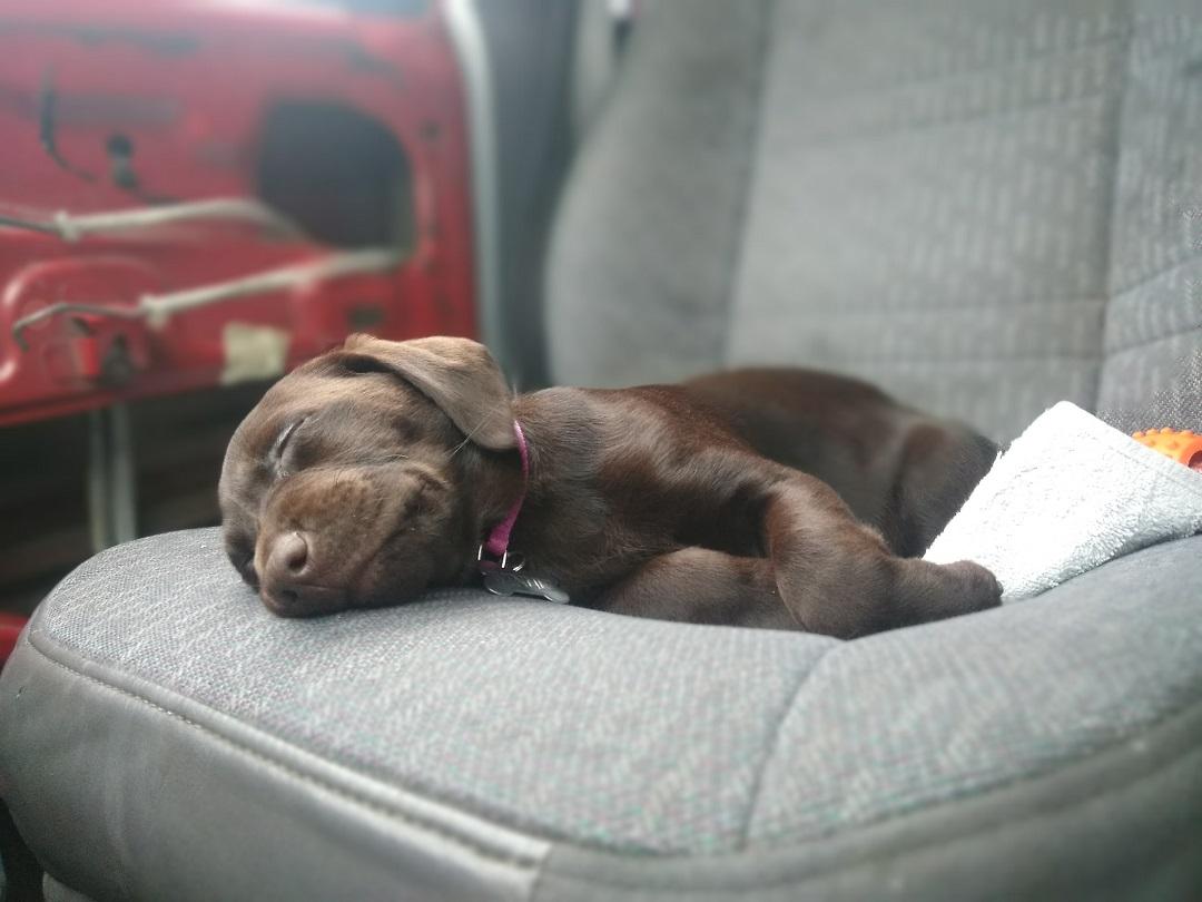 Jeep Pupper in Training | Scrolller