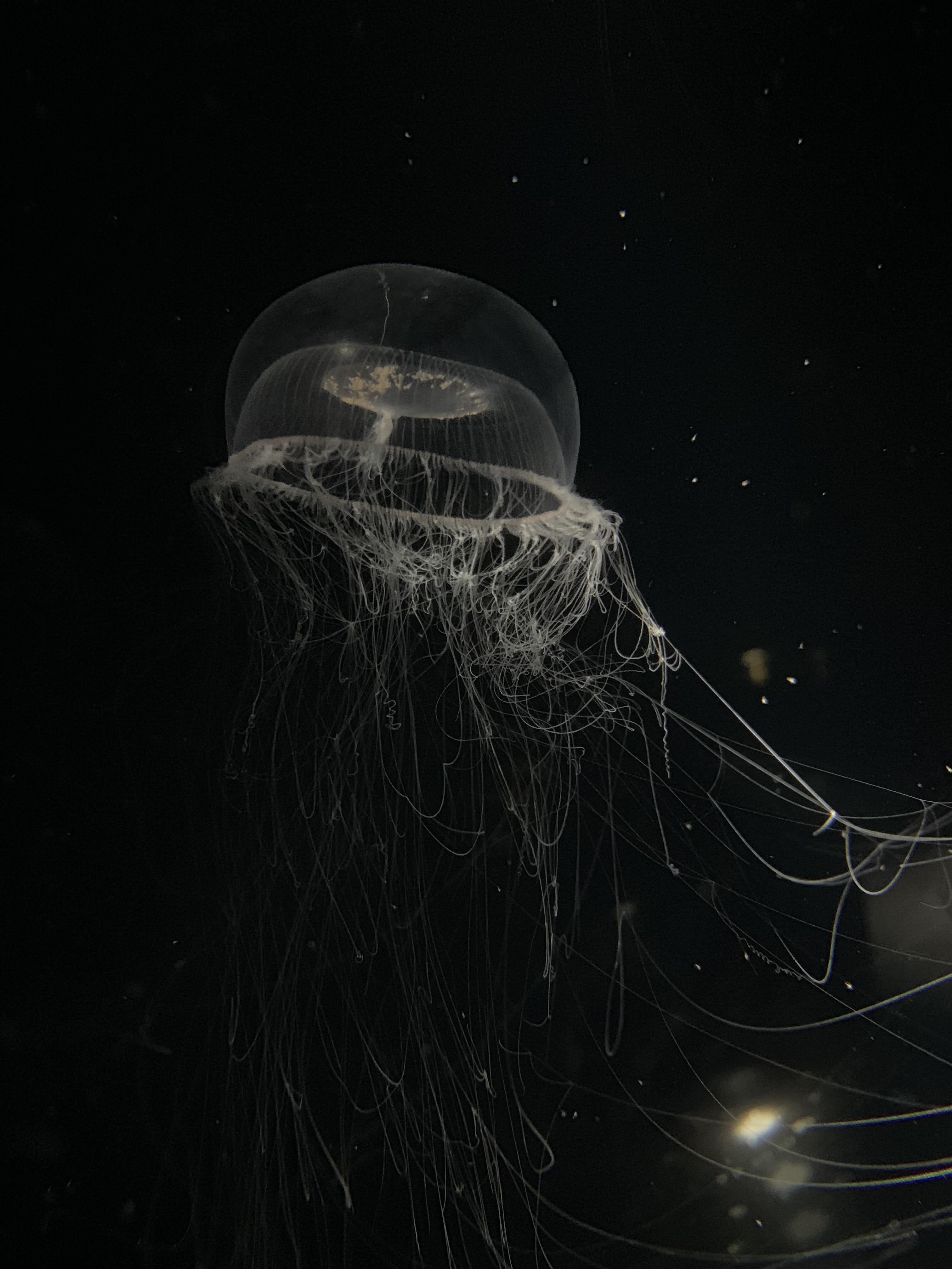 Jellyfish are objectively the most photogenic blob | Scrolller
