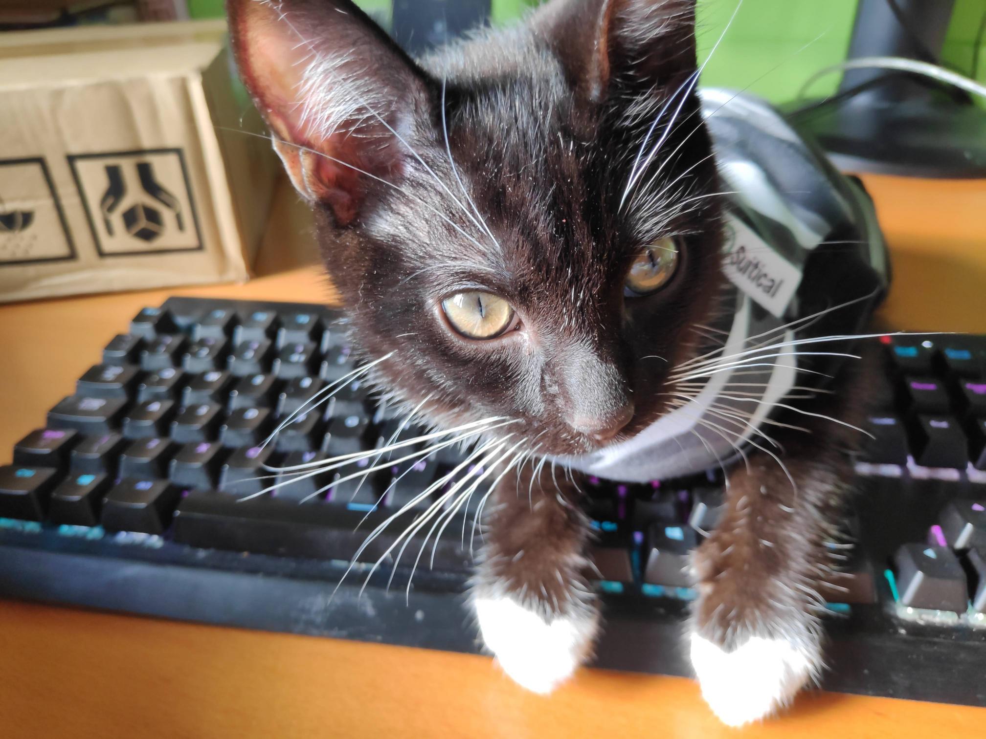 Jesse has decided this is no time for surfing the web | Scrolller