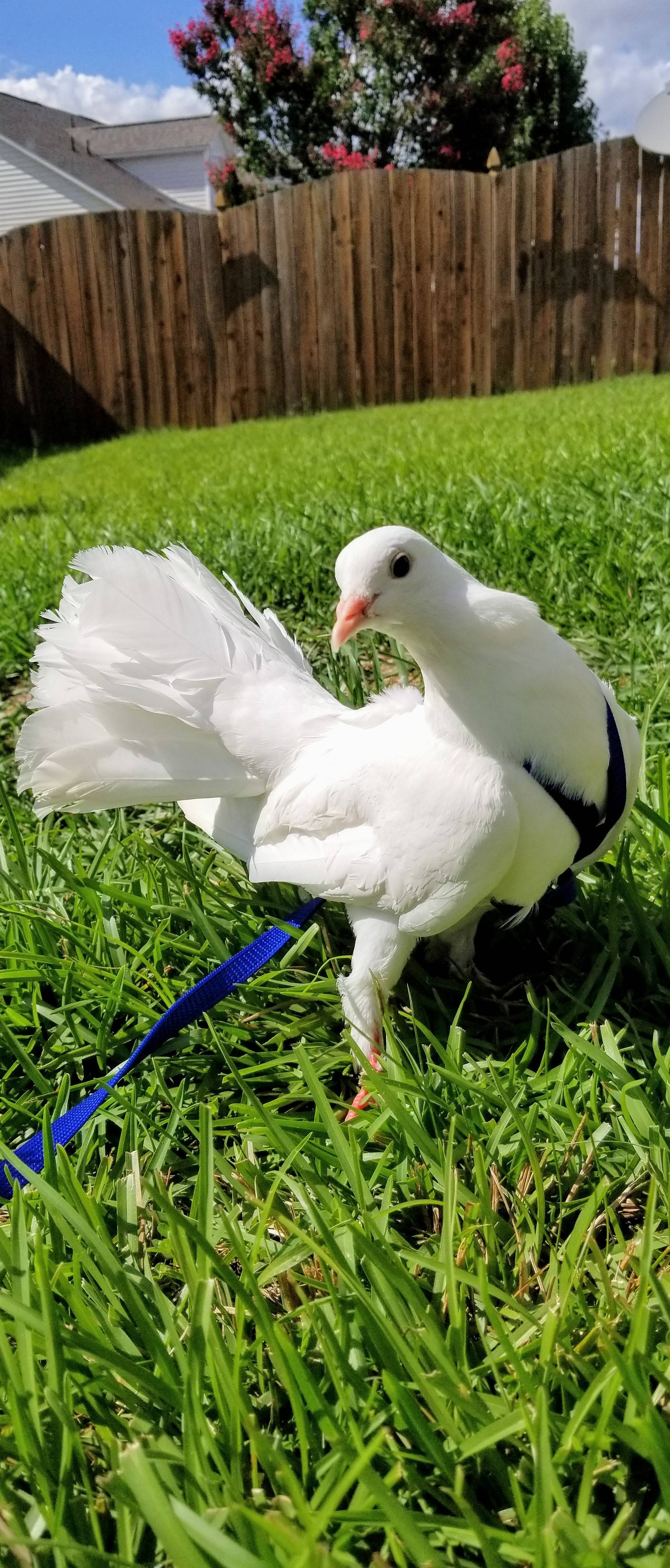 Jhun got a new harness | Scrolller