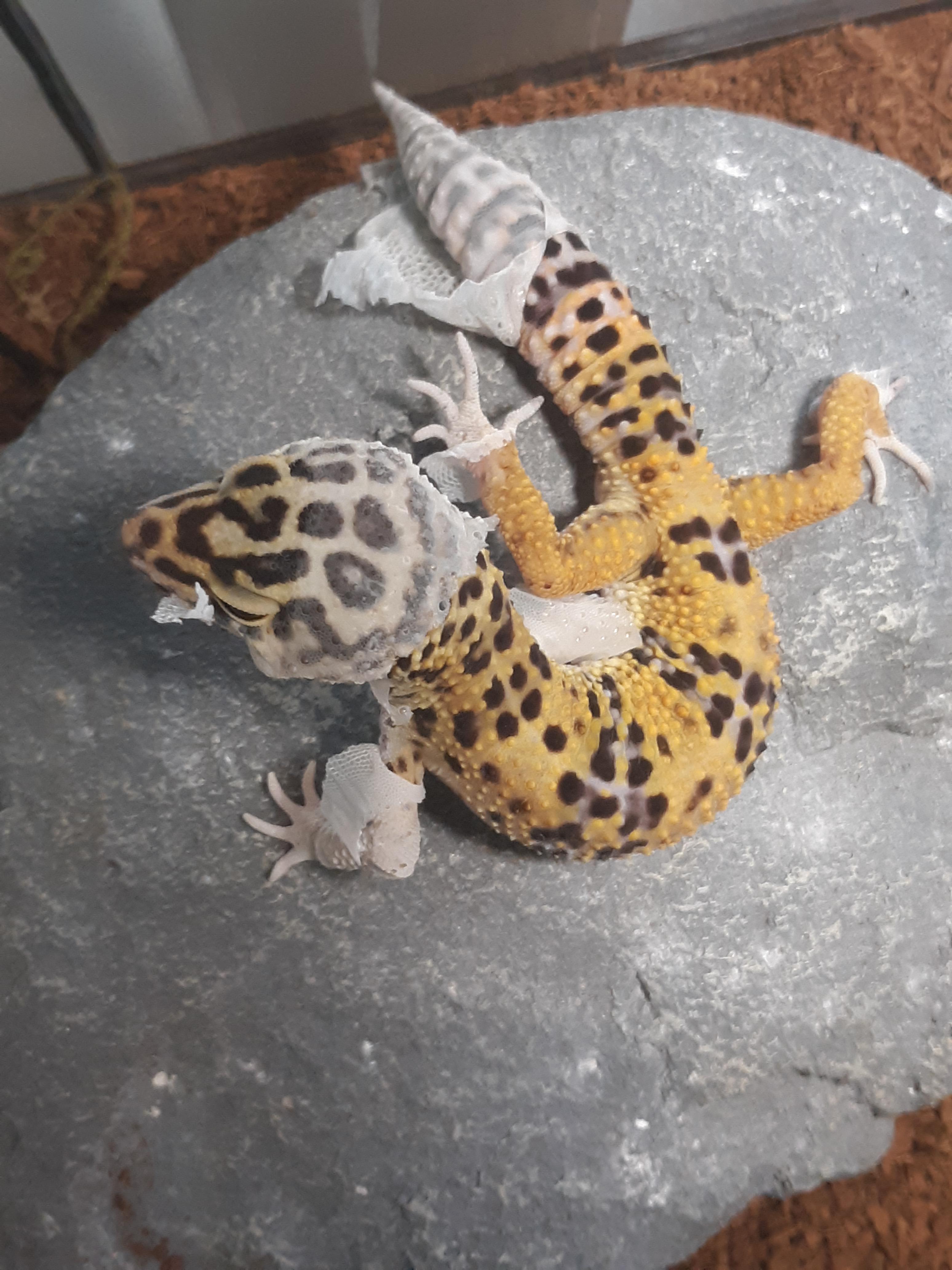 Jimmi is shedding! | Scrolller