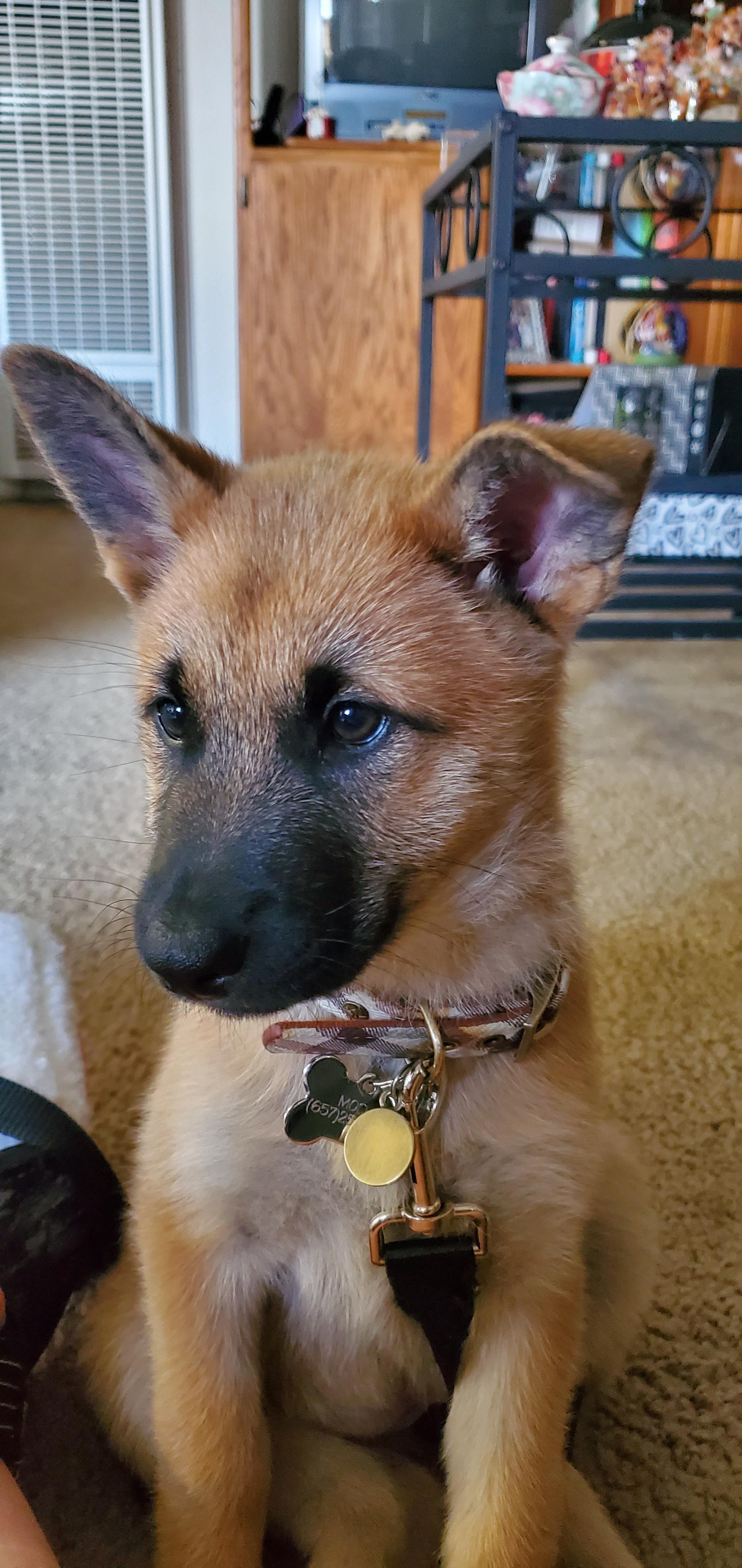 Jindo/german shepherd mix | Scrolller