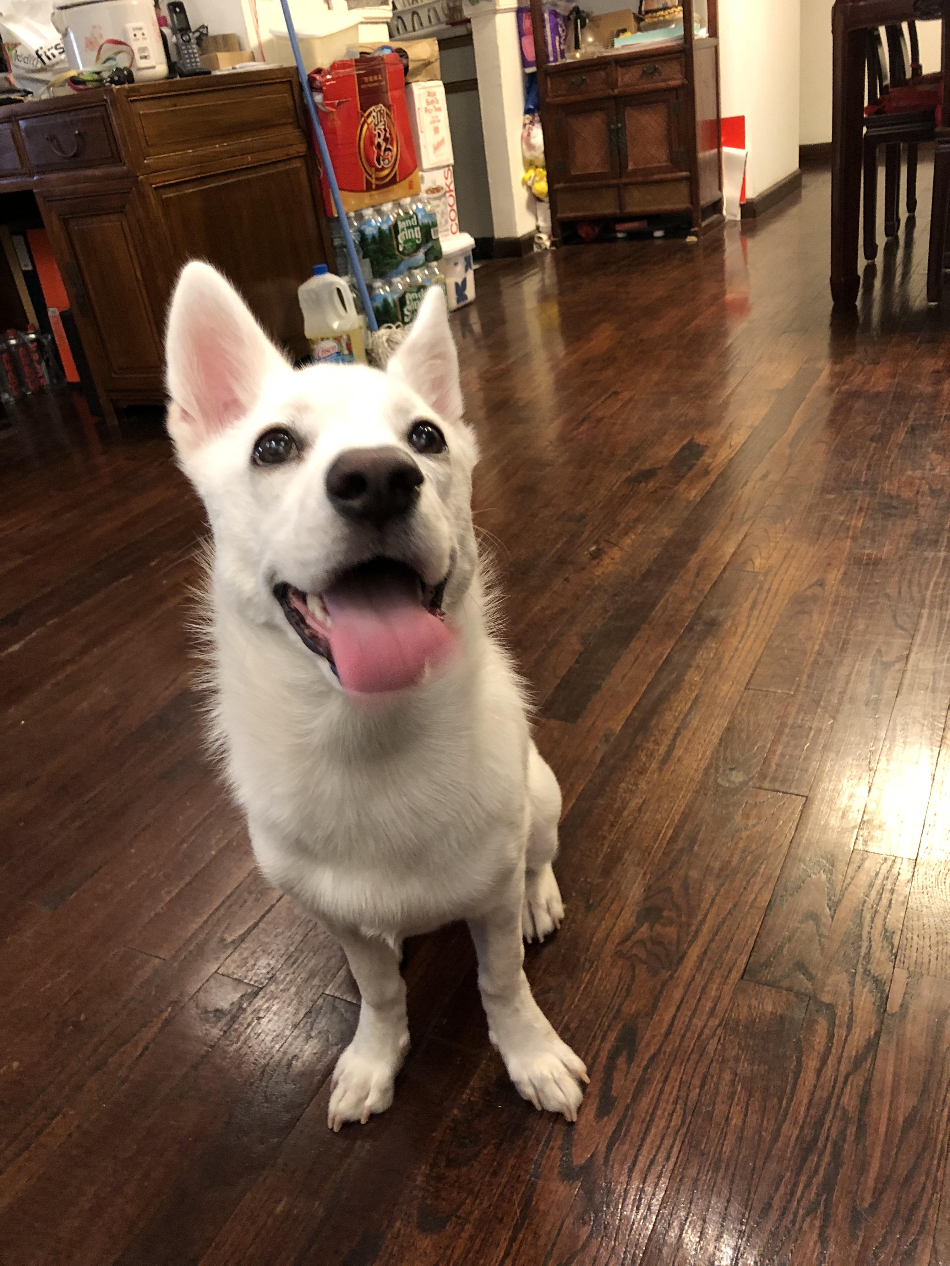 Jindo smiles | Scrolller