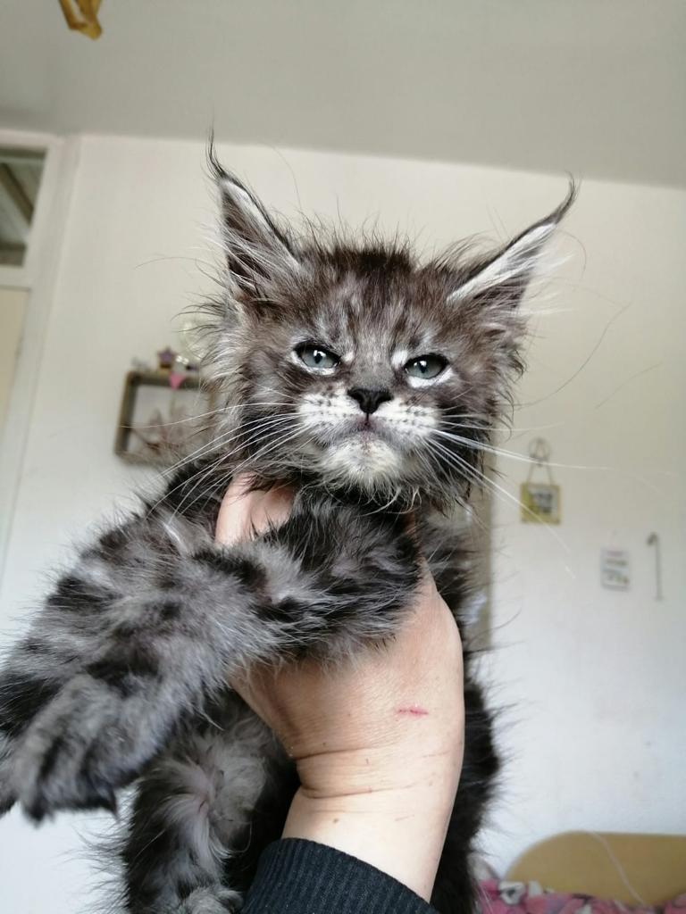 Jochi at 8 weeks! | Scrolller