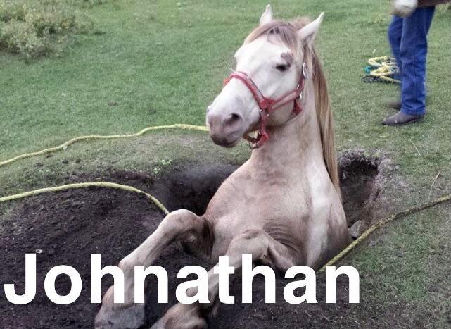 jonathan, the horse in the glory hole | Scrolller