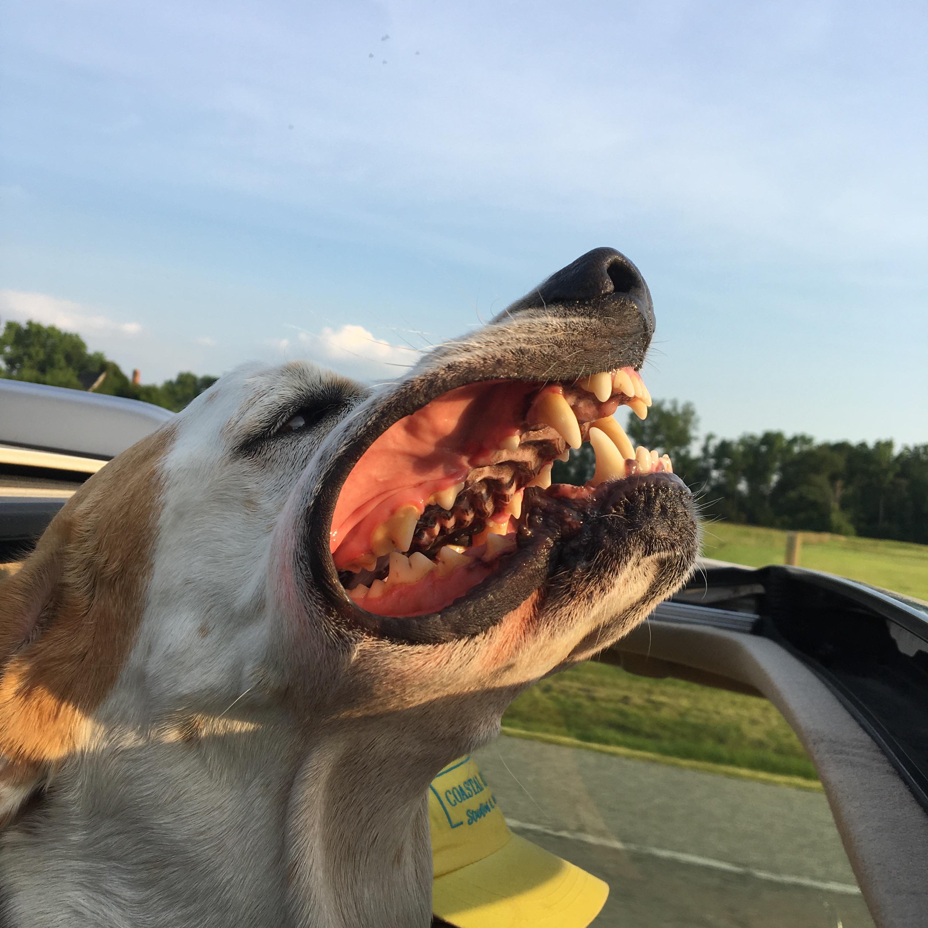 Joy Ride | Scrolller