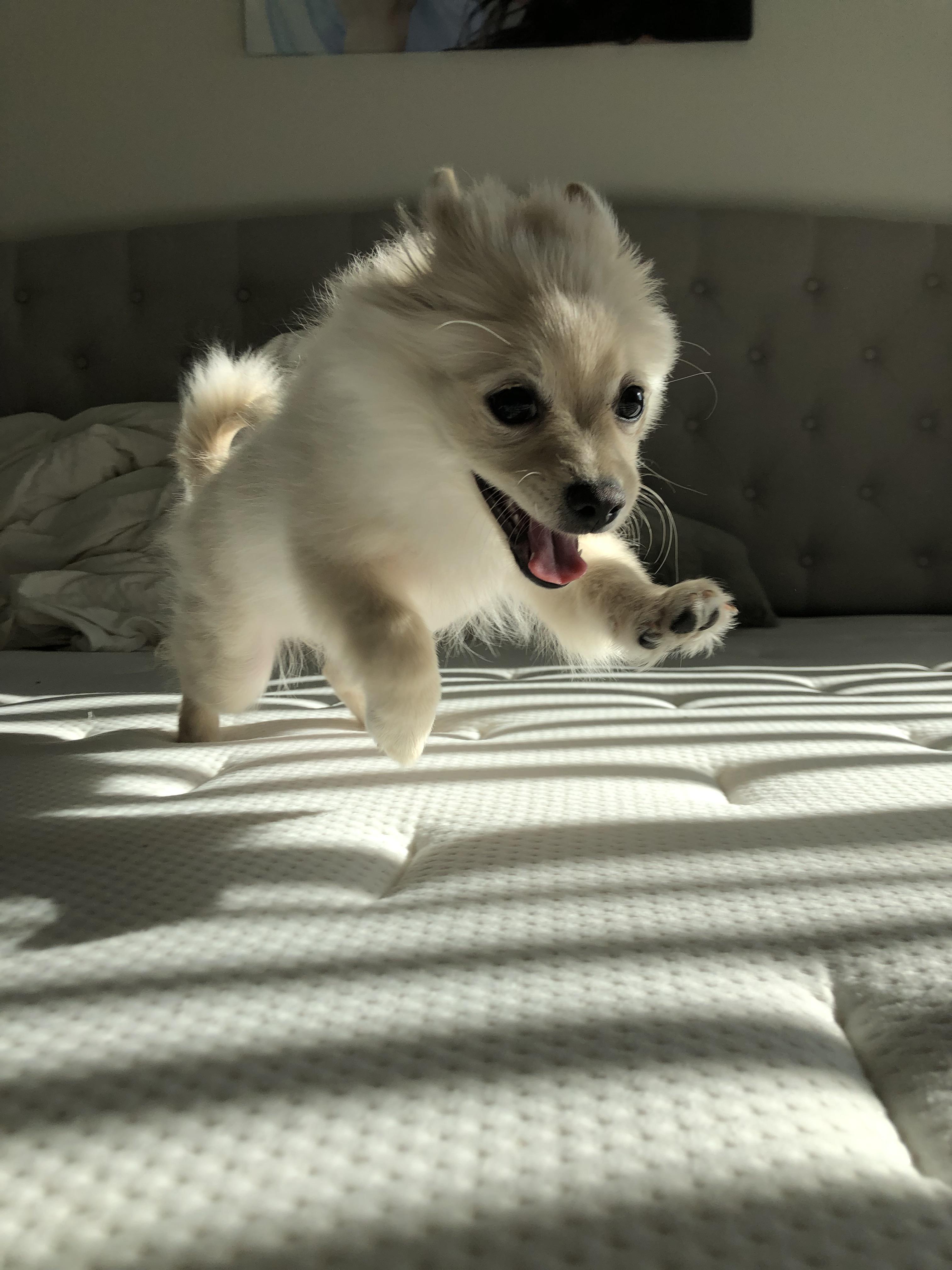 Jumping on the bed while mom changes the sheets | Scrolller