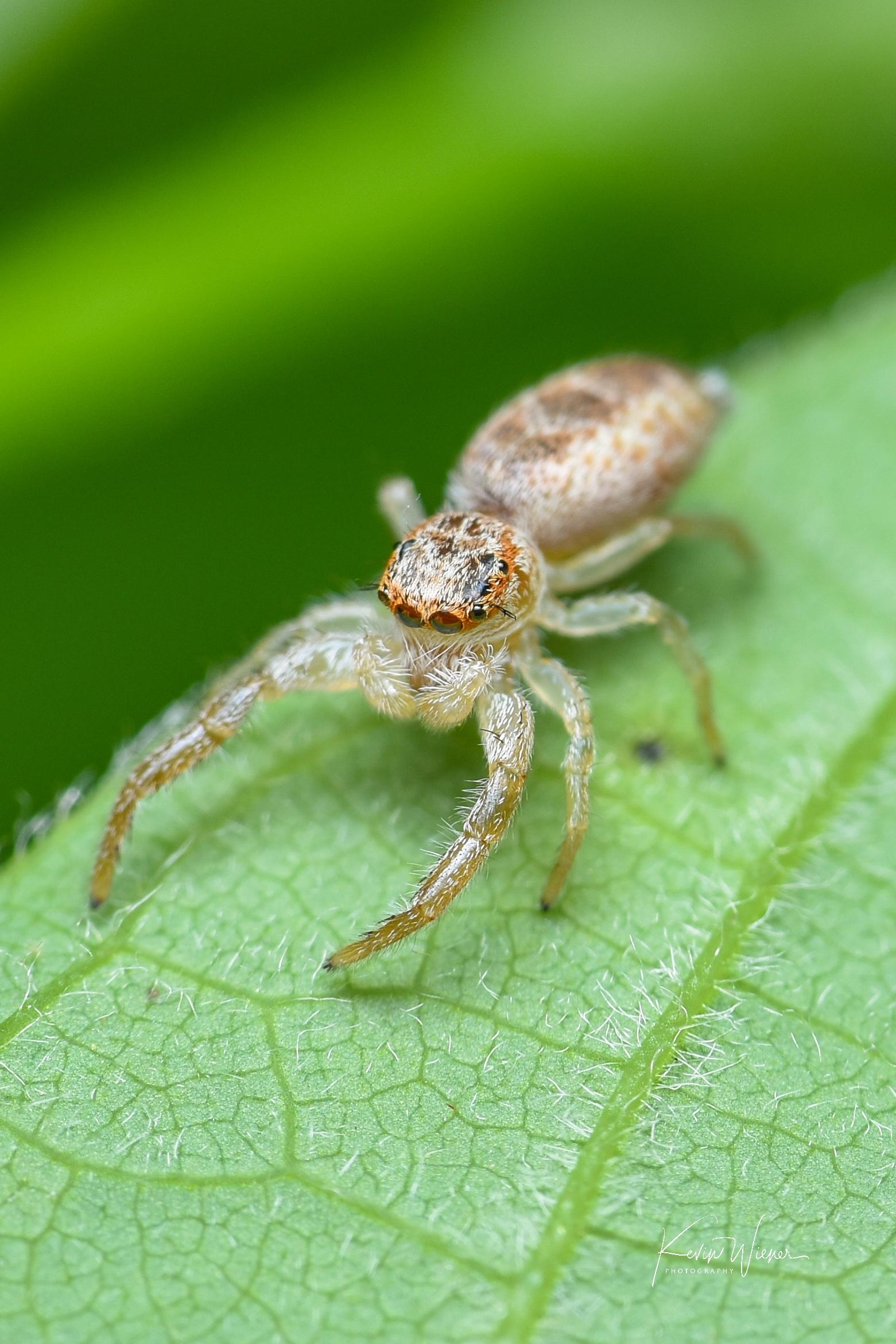 Jumping spider (Hentzia sp) photographed in Southern Indiana - USA | Scrolller
