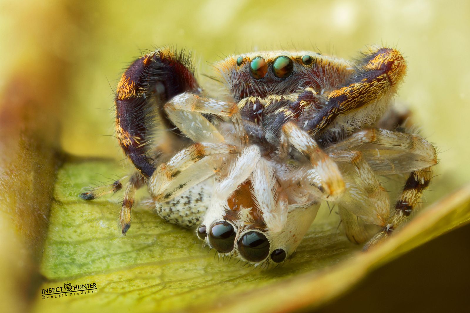 Jumping Spider that killed a Jumping Spider | Scrolller