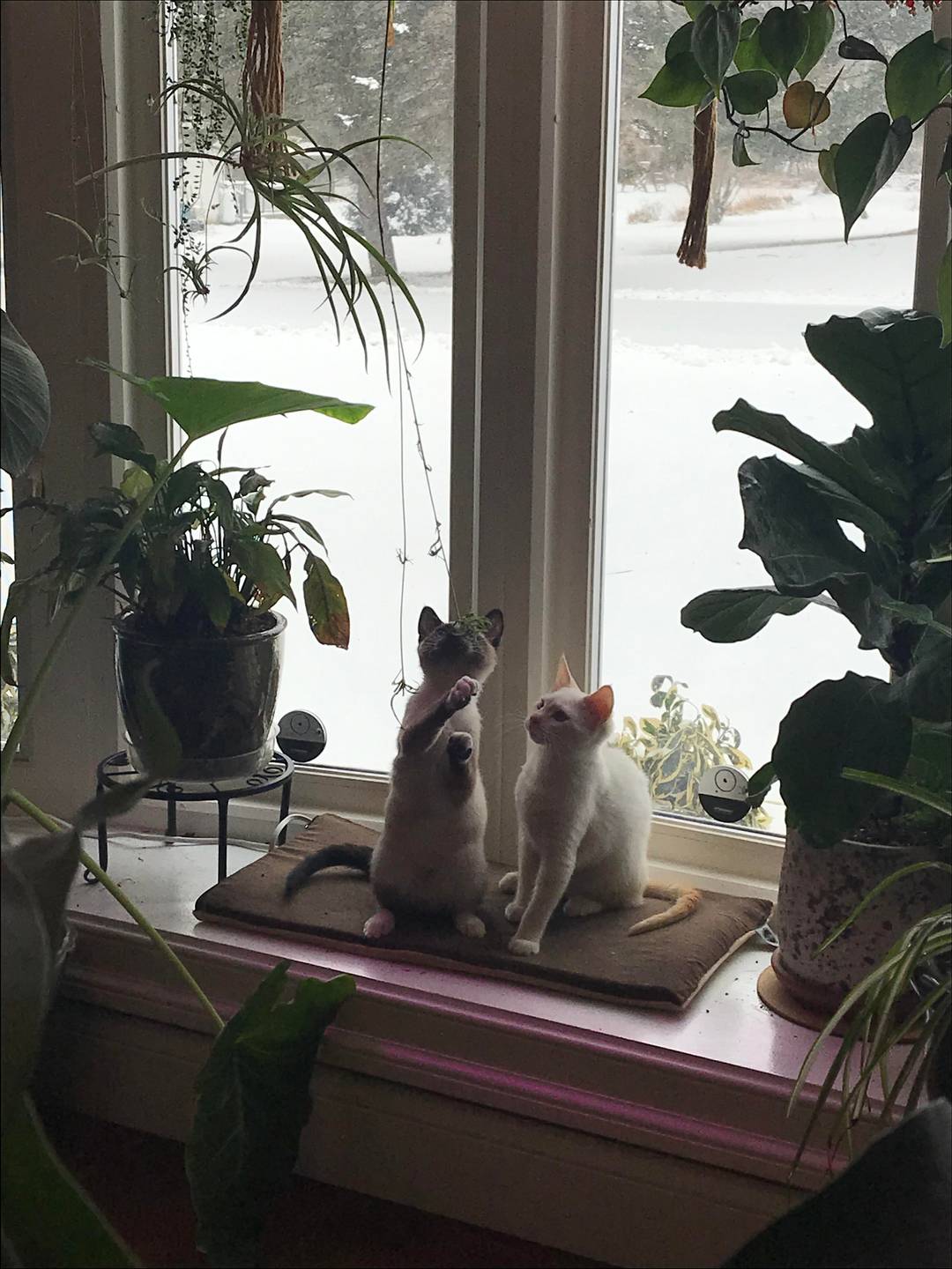 Jungle kitties | Scrolller