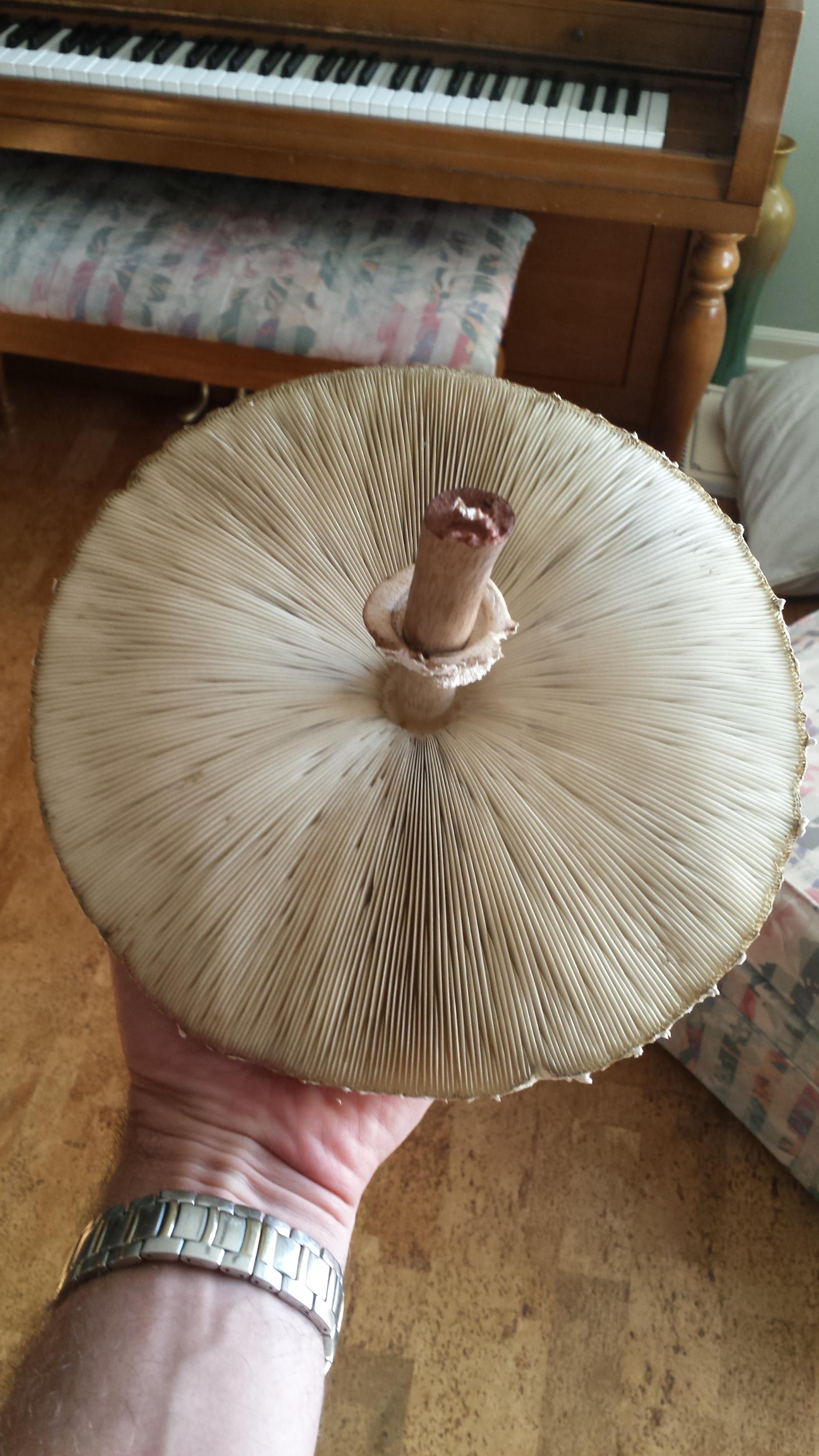 Just a big mushroom... | Scrolller