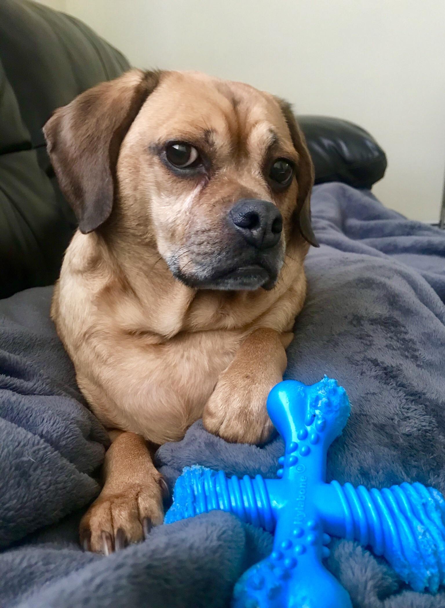 “Just a boy and his toy” - Meet Otis! | Scrolller