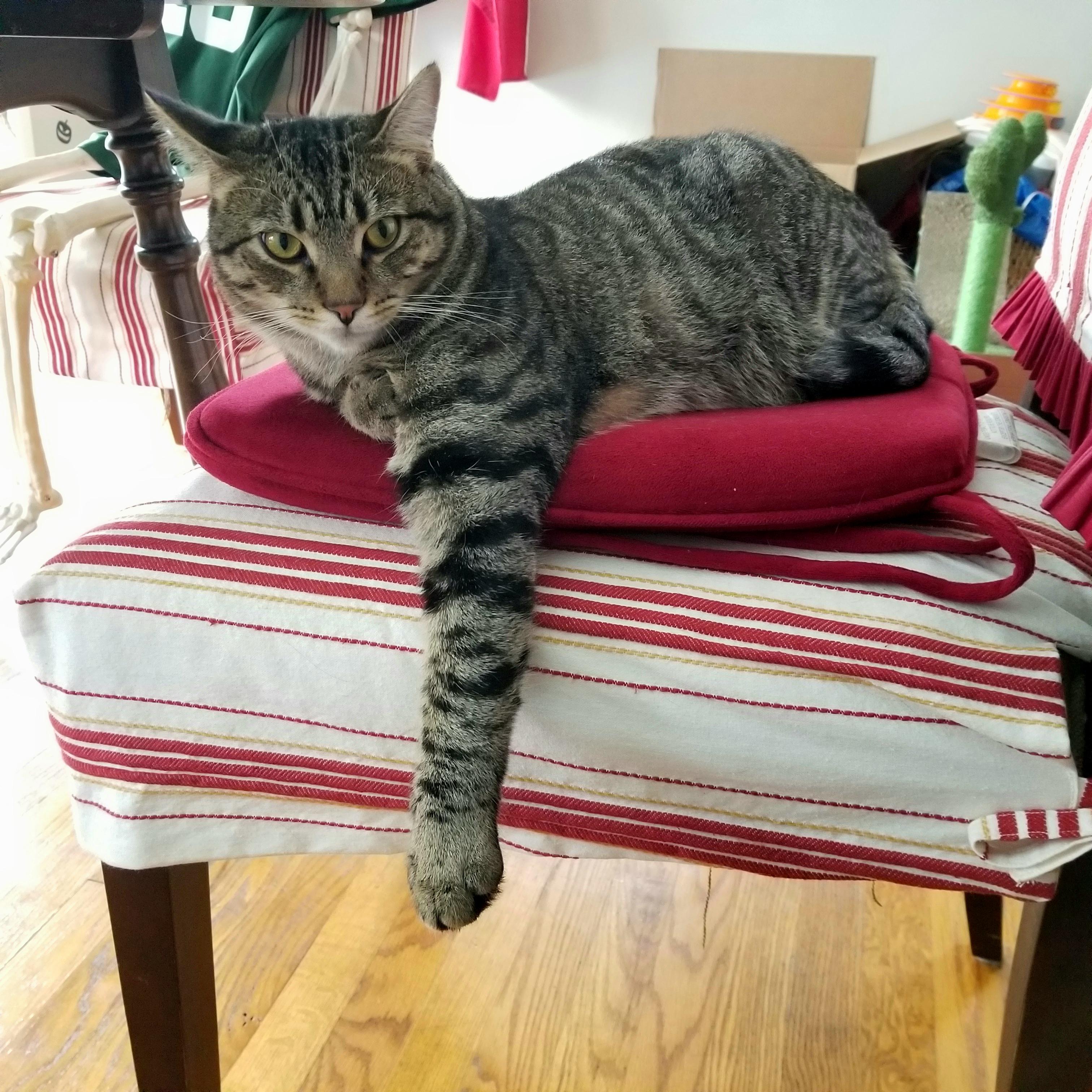 Just a casual Caturday hang out | Scrolller