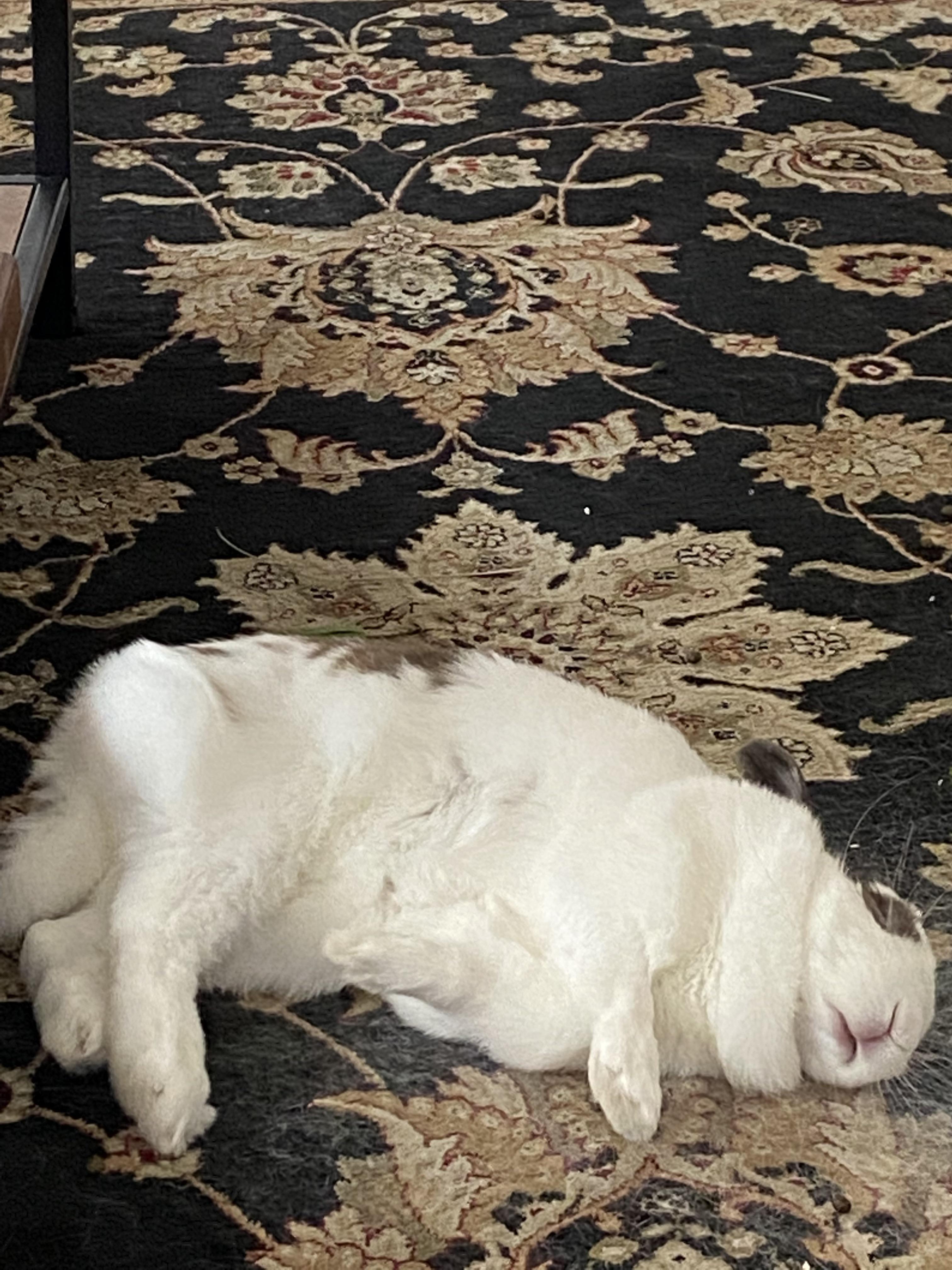 Just a good ol’ flop pic | Scrolller