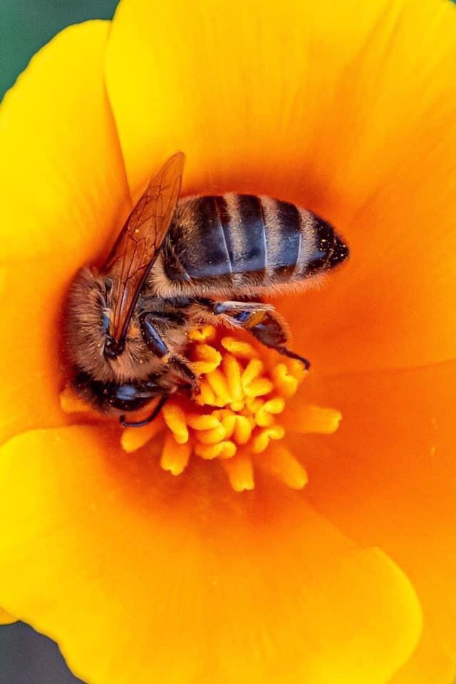 🔥 Just a honey bee sleeping in a Californian poppy 🔥 | Scrolller