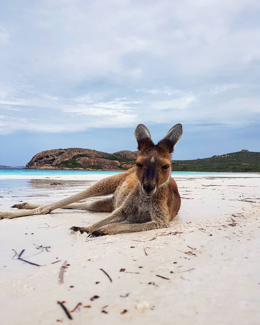 Just a kangaroo chilling on a beach in Australia [OC] [1080x1350] | Scrolller
