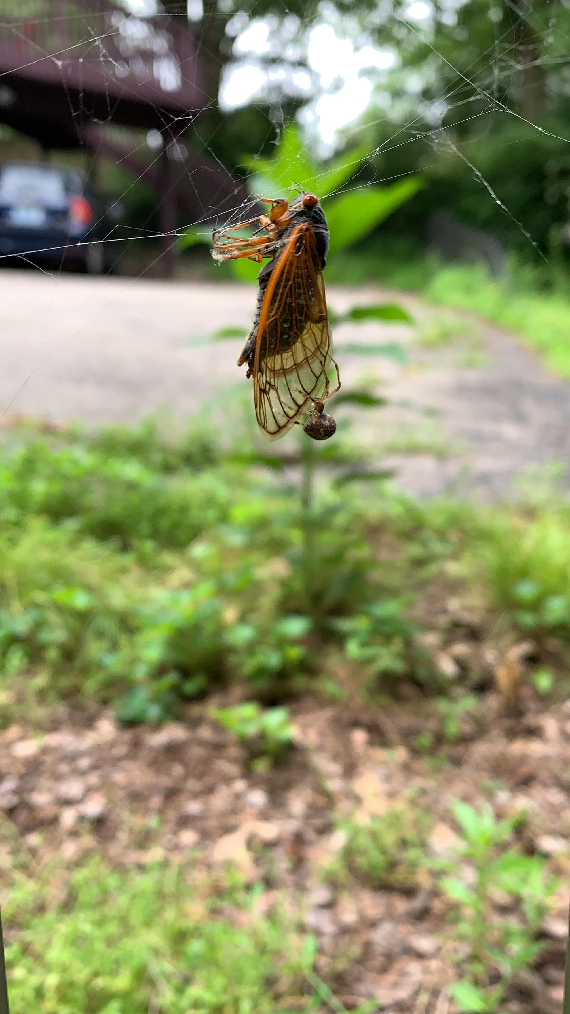 Just a little cicada action from Brood X this year | Scrolller