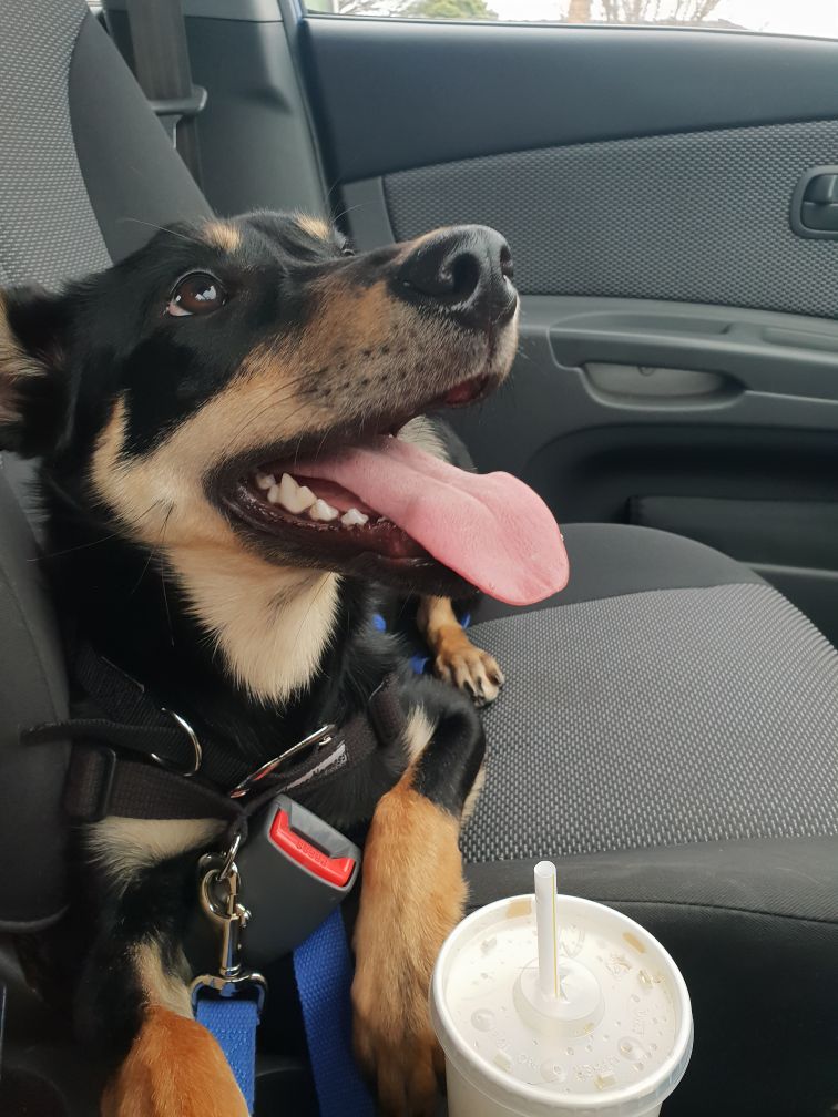Just adopted my first kelpie! | Scrolller