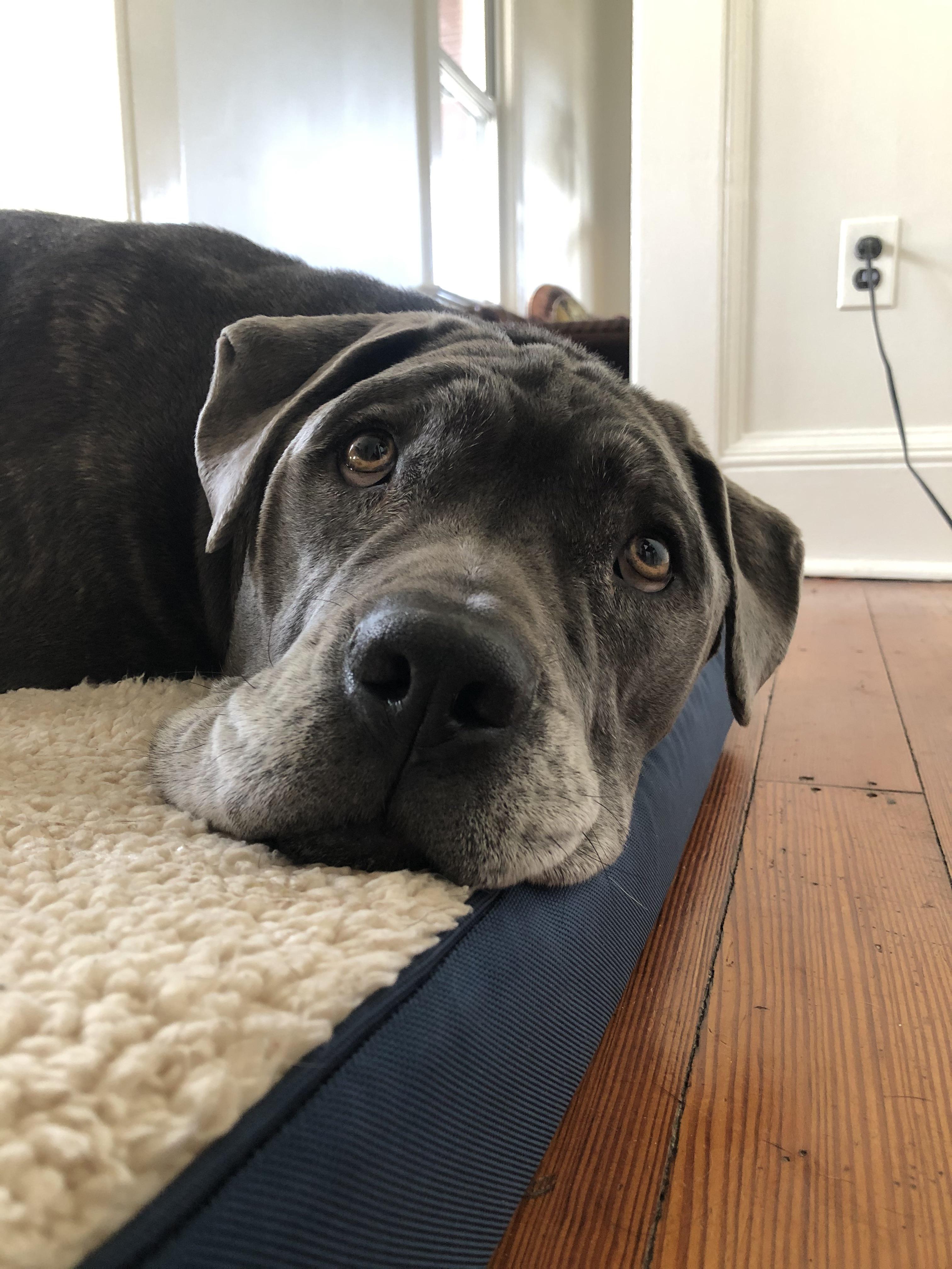 Just adopted this guy. Meet Ham! | Scrolller