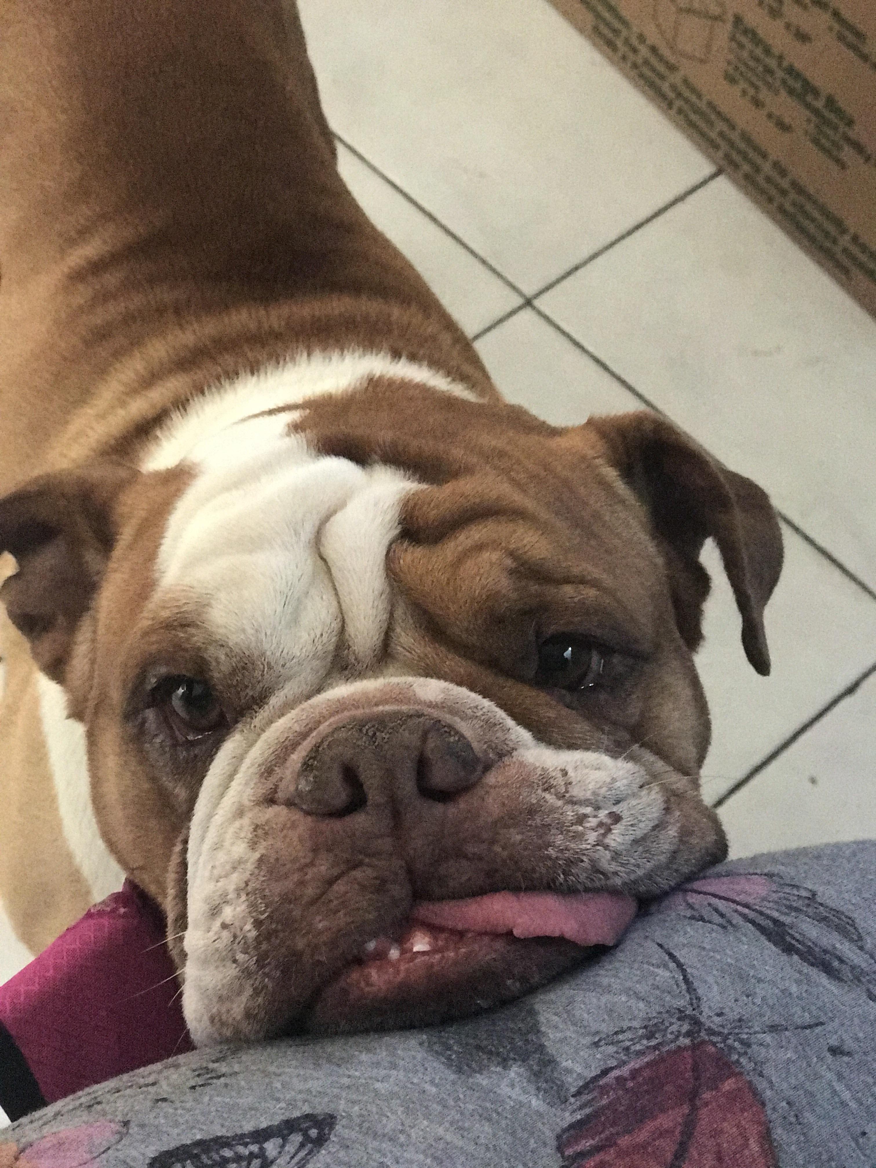 Just adopted this handsome fellow! Meet Meatloaf!! | Scrolller