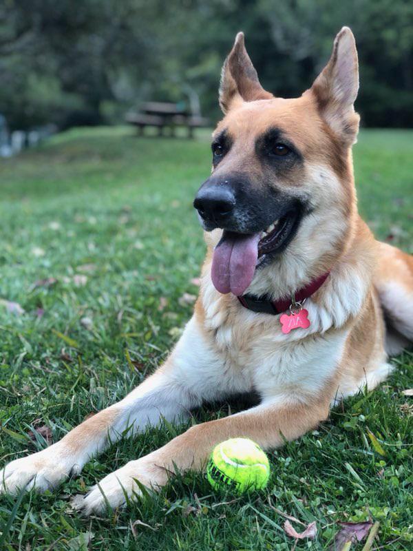 Just adopted this lovely girl from the shelter | Scrolller