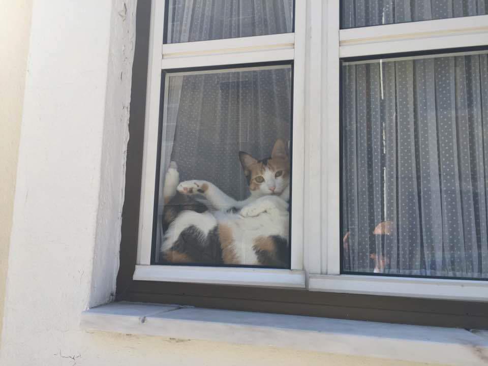 Just by the window showing his derp to the world | Scrolller