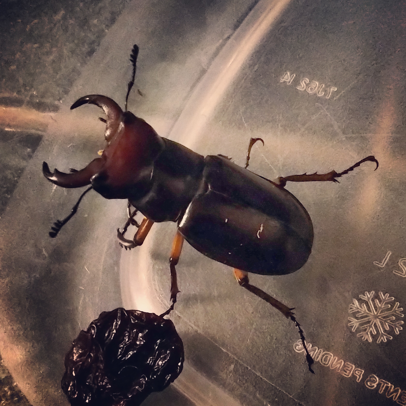 Just caught this stag beetle here in south central kentucky. gonna call him Jimmy Staggert ...