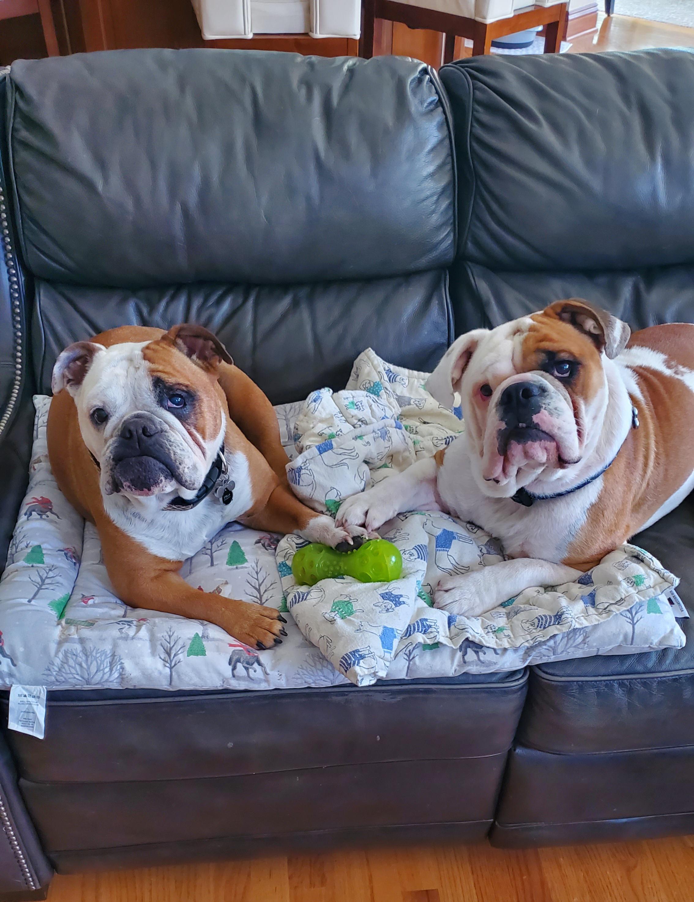 Just joined, say hi to Stella and Cooper | Scrolller