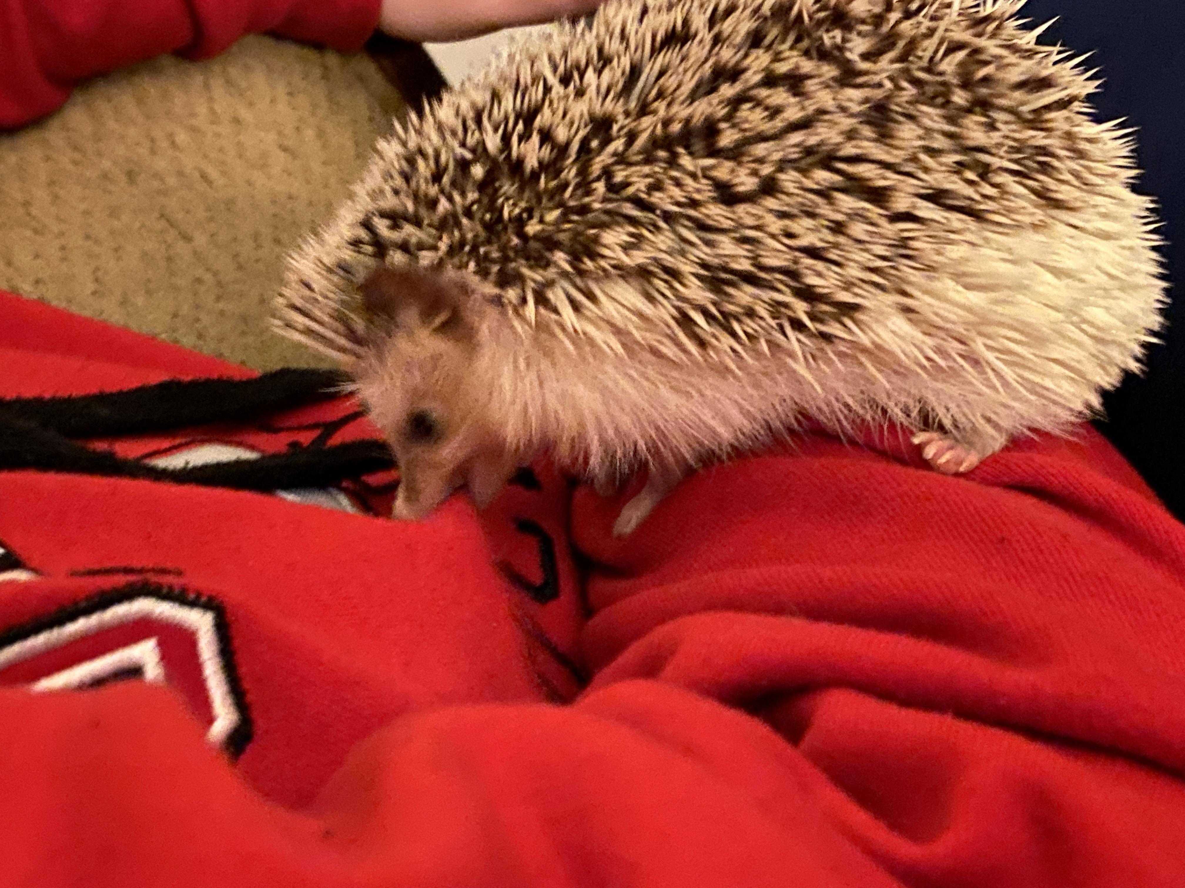 Just joined the community. Here is Reggie my hedgie | Scrolller